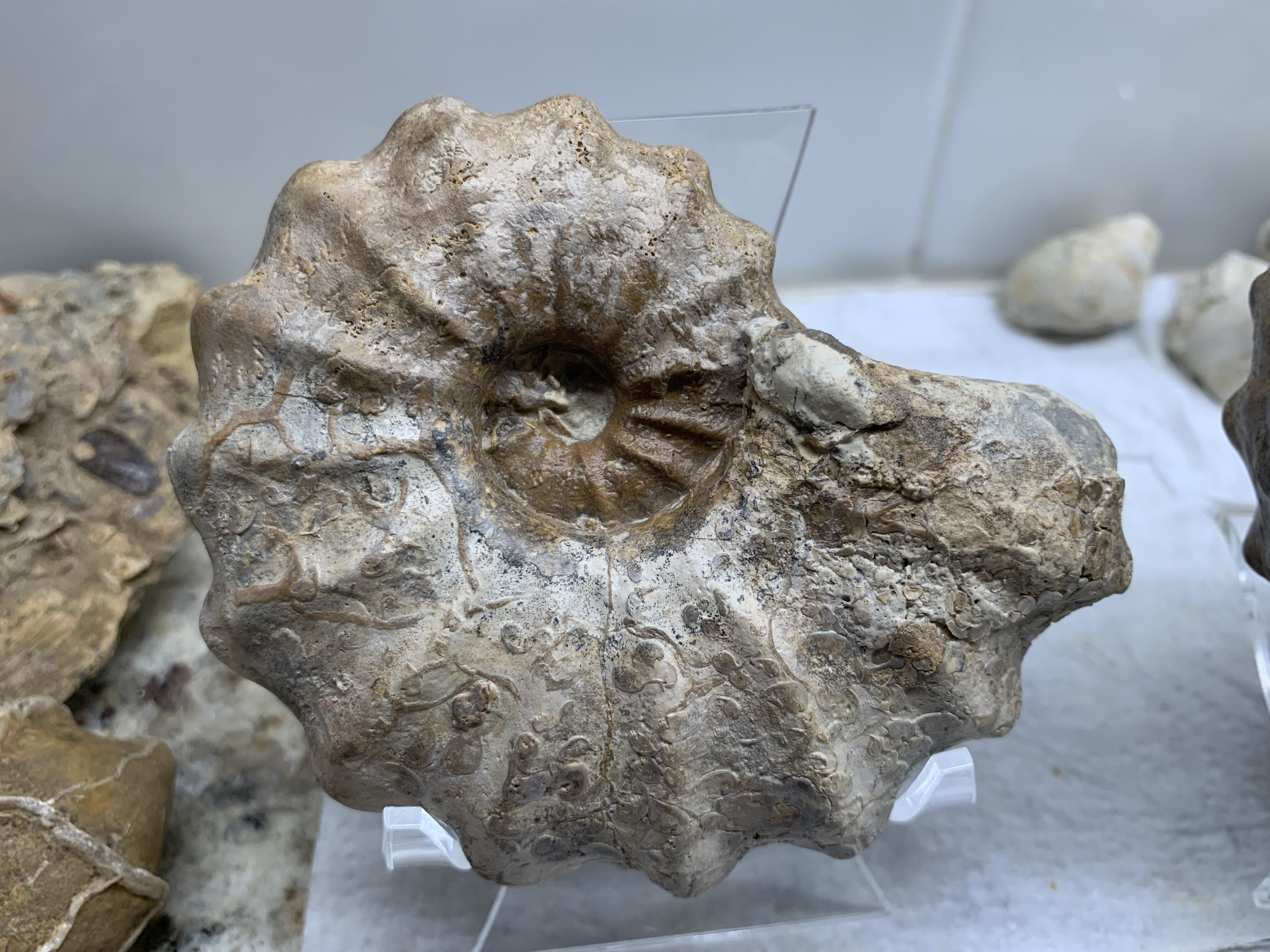 Before and after conlinoceras ammonite collection (partial) - Member ...