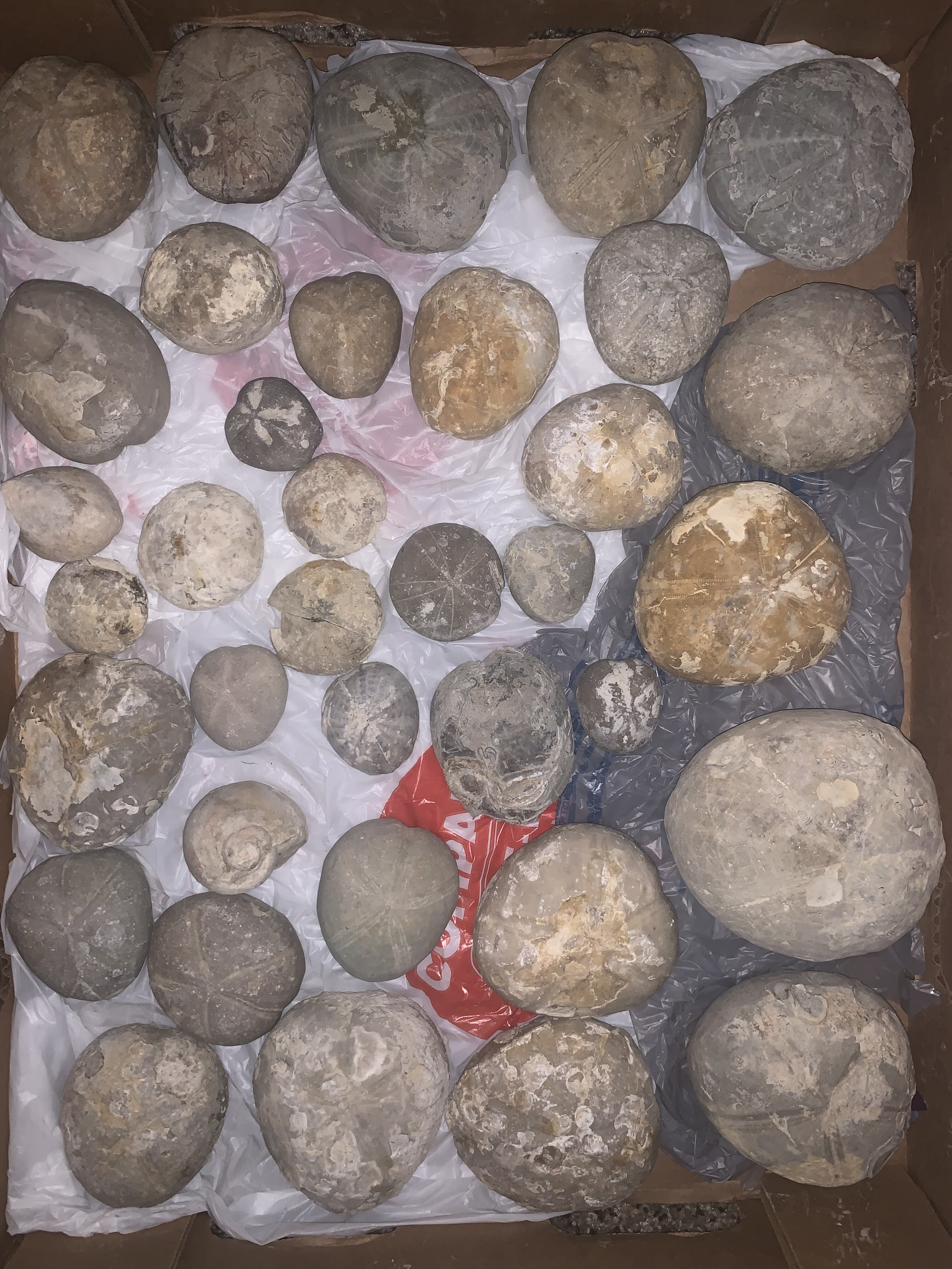 Macraster echinoids+holaster, hemiaster - Member Collections - The ...