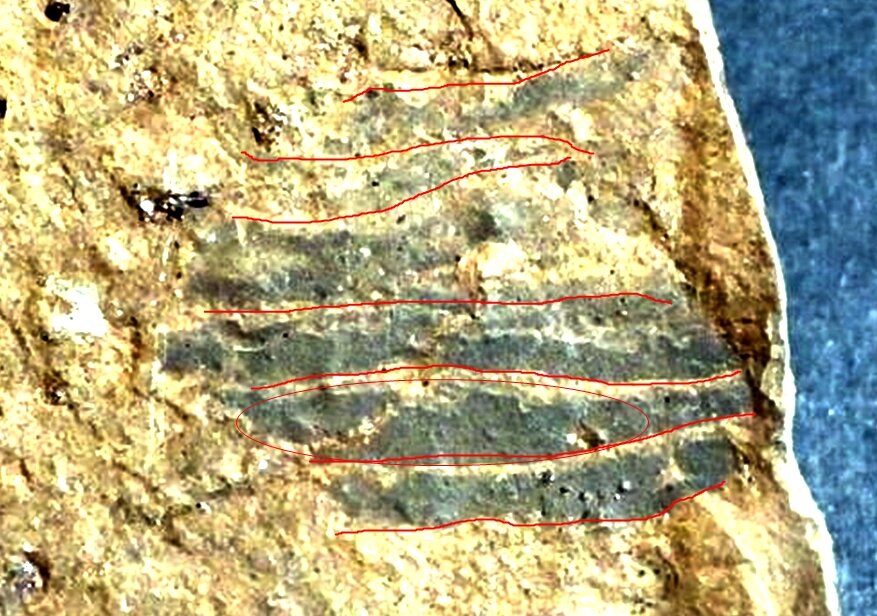 Early Jurassic plant for identification - Fossil ID - The Fossil Forum