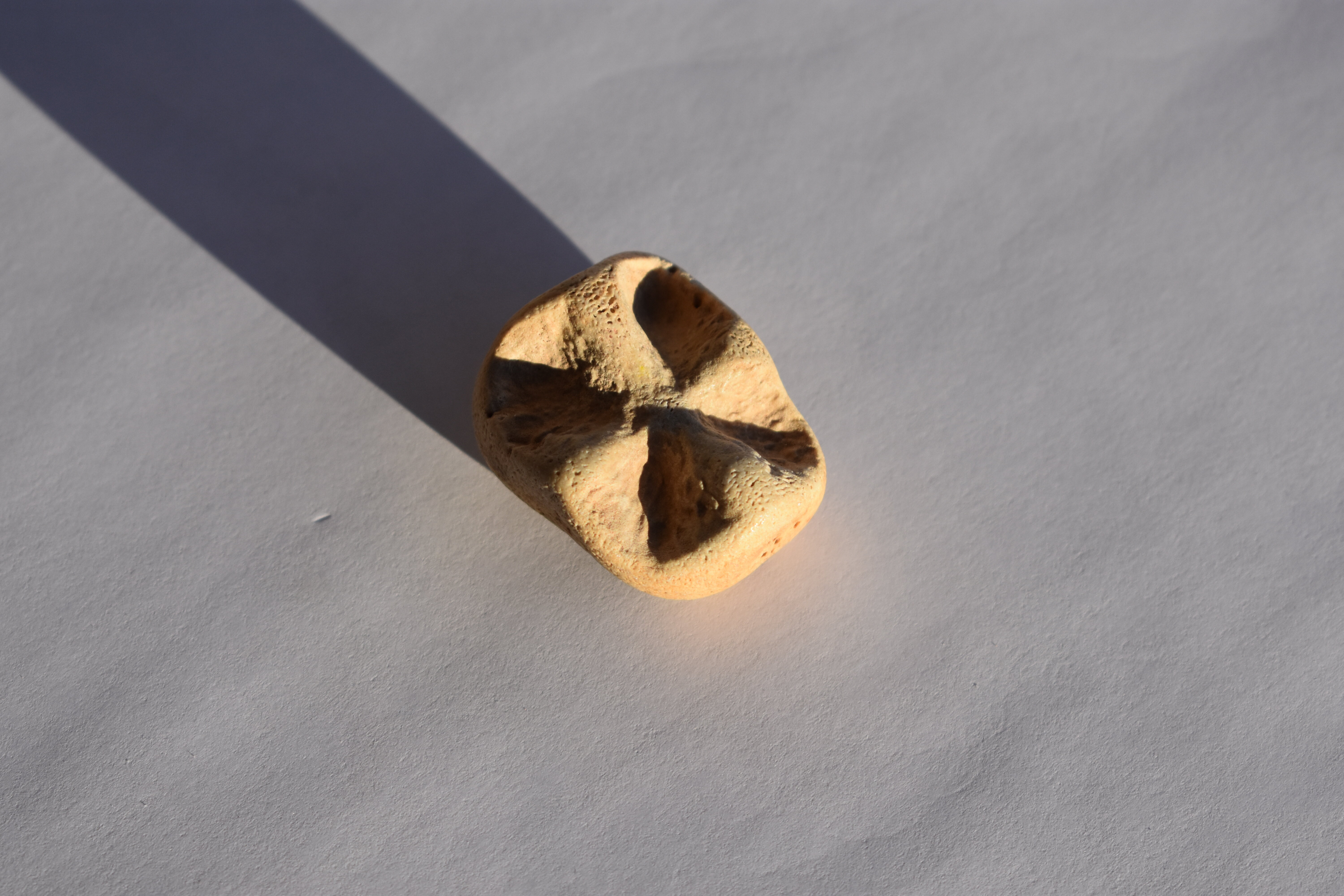 Fossil from the Virgin River in Southern Utah - Fossil ID - The Fossil ...