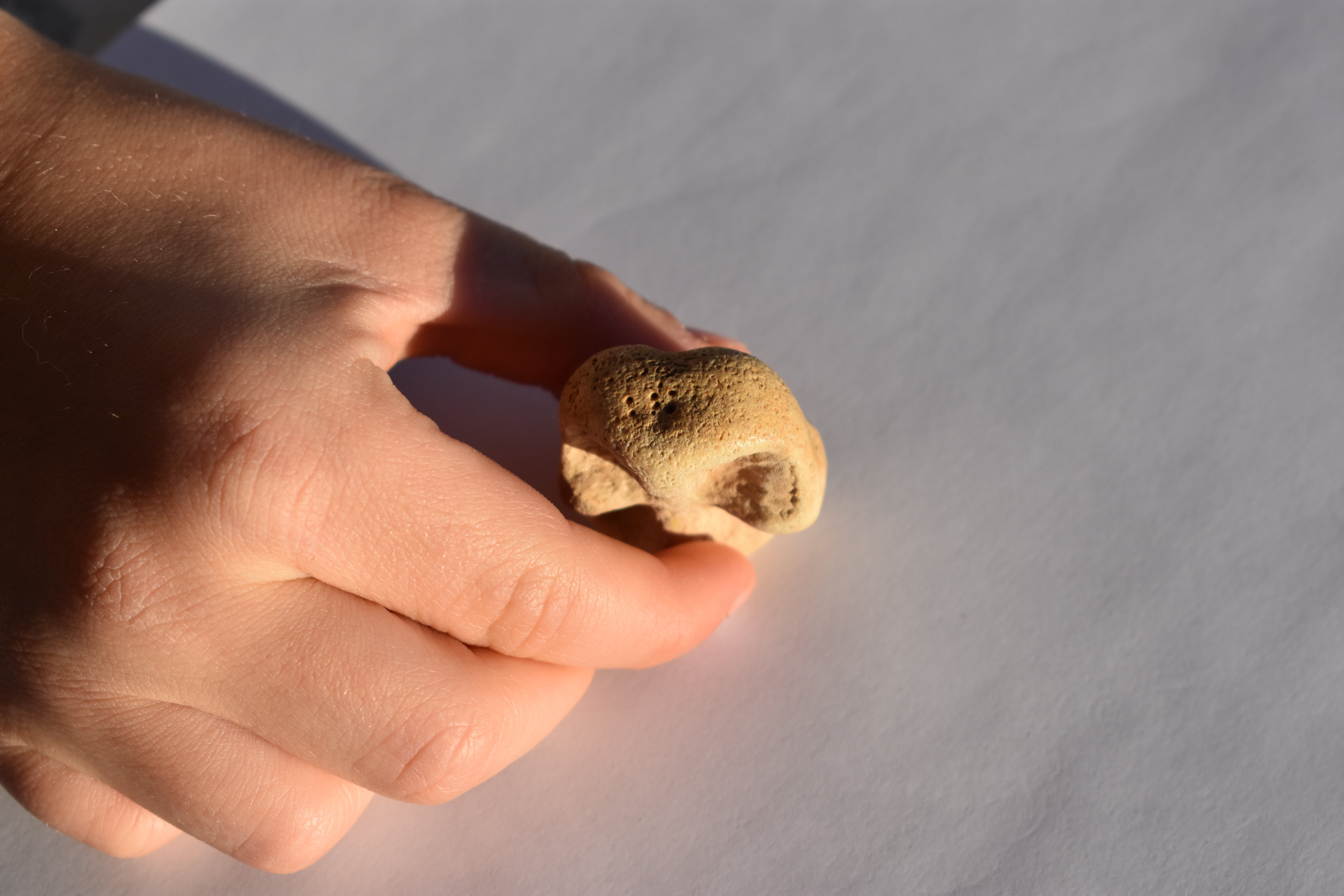 Fossil from the Virgin River in Southern Utah - Fossil ID - The Fossil ...