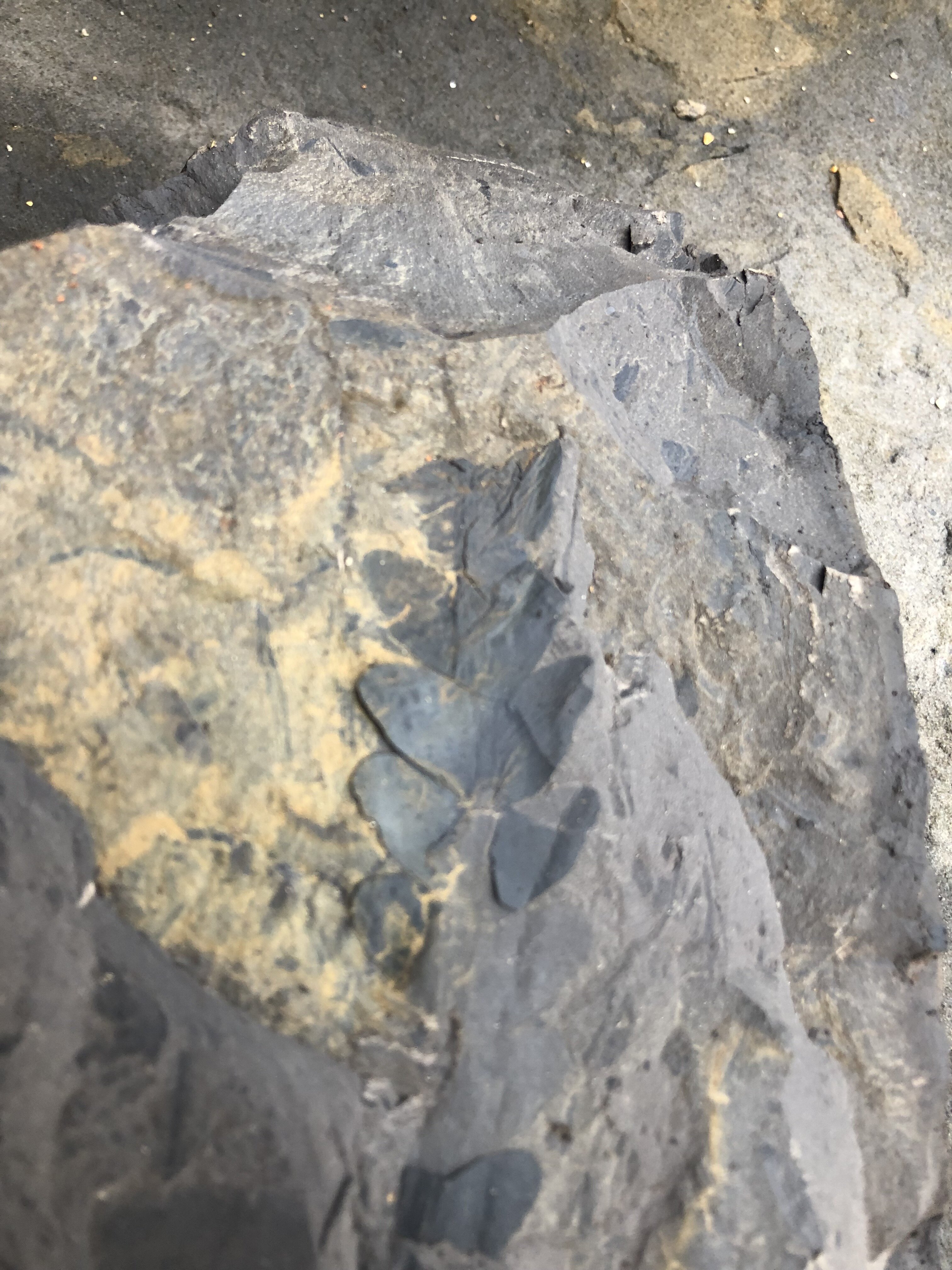 Turimetta Shale plant fossils ID (Sydney) - Fossil ID - The Fossil Forum
