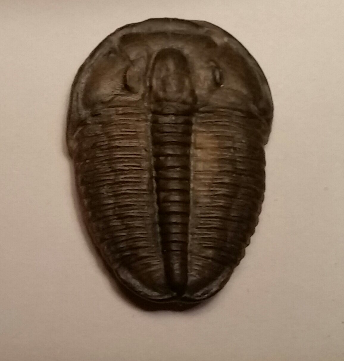 Show your fossils prepped with hand tools - Fossil Preparation - The ...