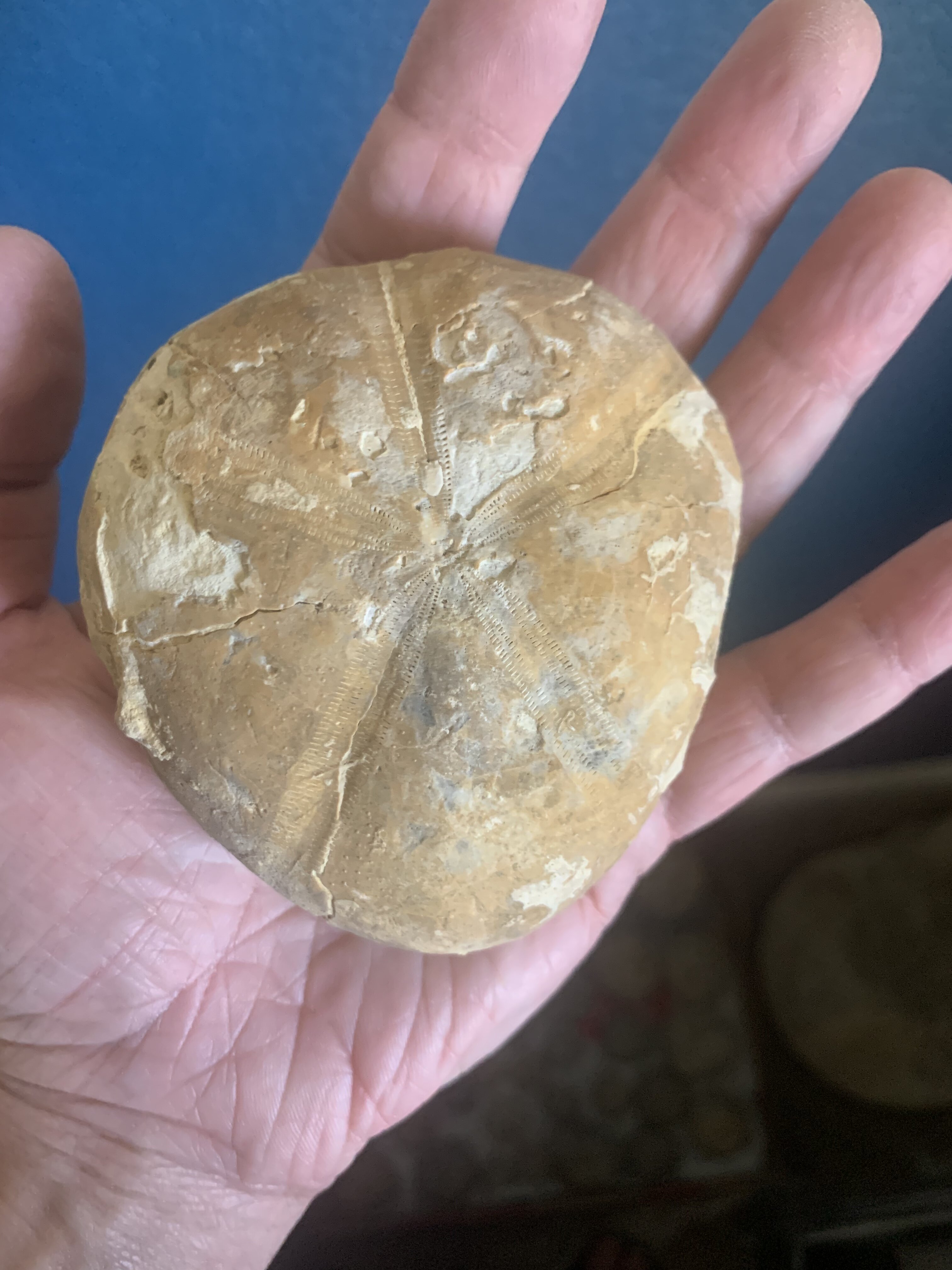 Macraster echinoids+holaster, hemiaster - Member Collections - The ...