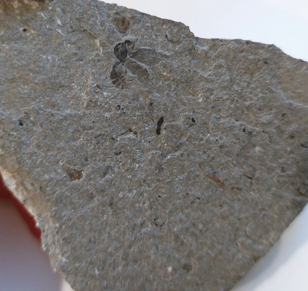 Neogene insect. - Fossil ID - The Fossil Forum