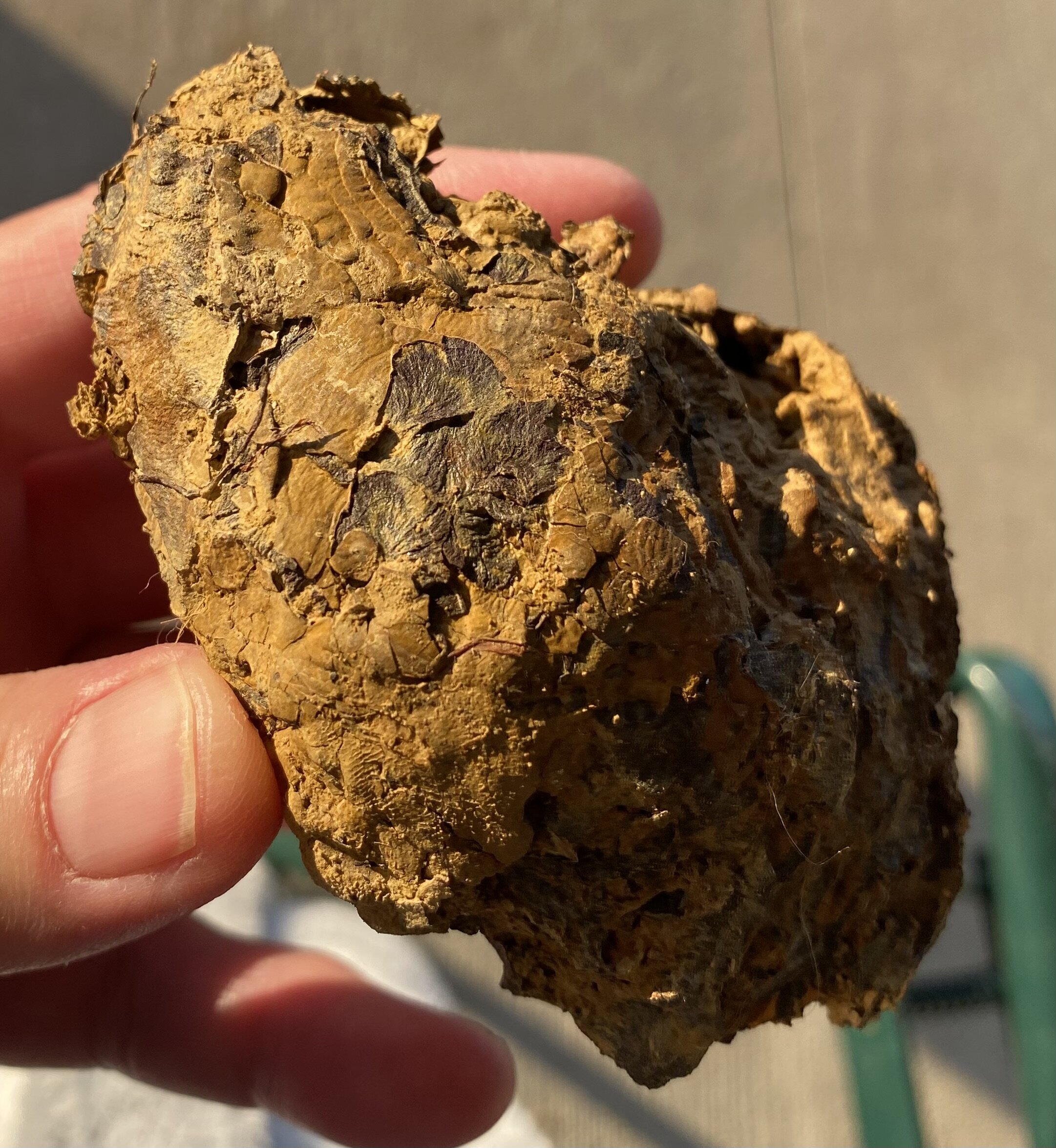 Could this be a mass of calamite leaves? - Fossil ID - The Fossil Forum