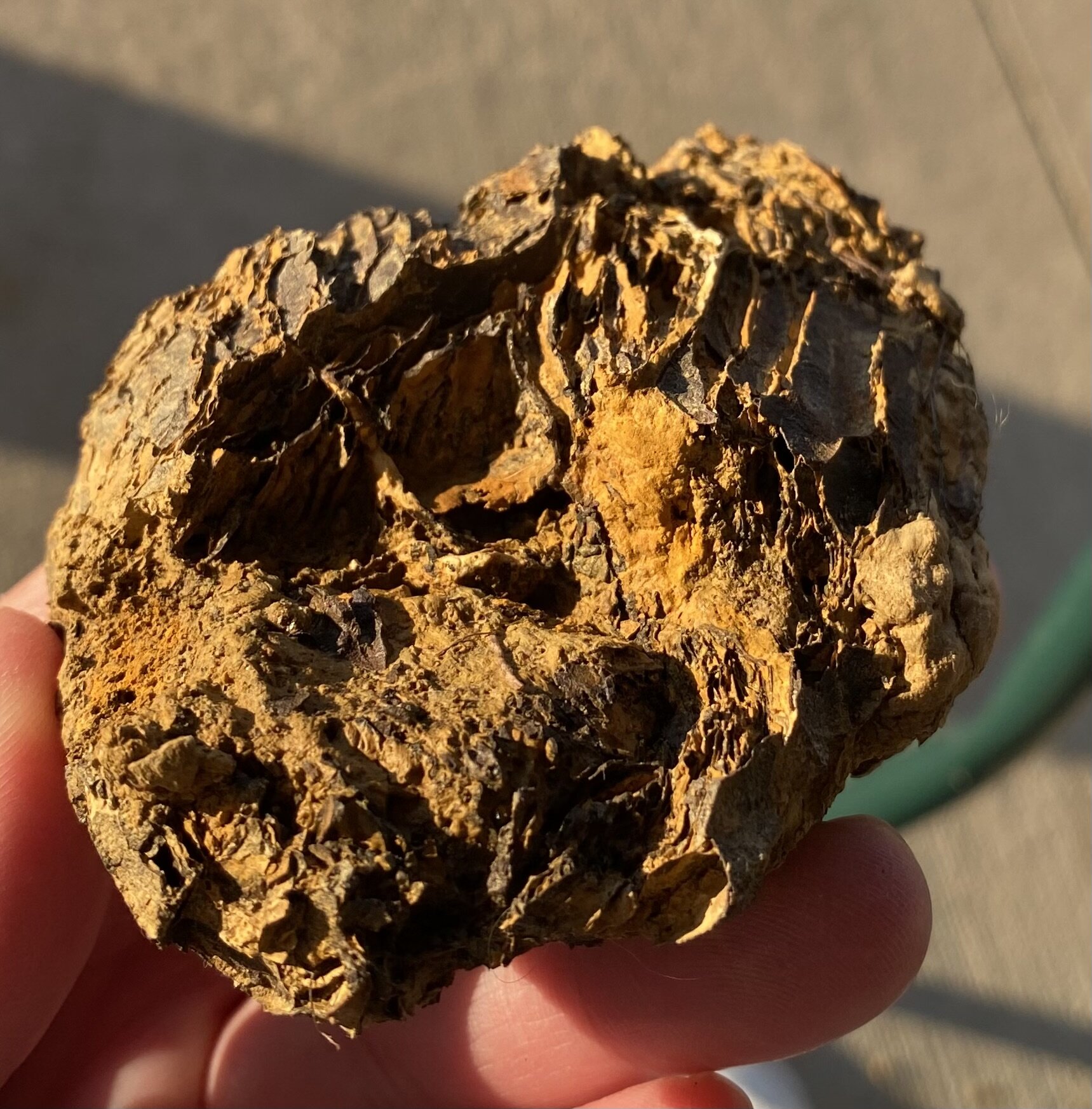 Could this be a mass of calamite leaves? - Fossil ID - The Fossil Forum