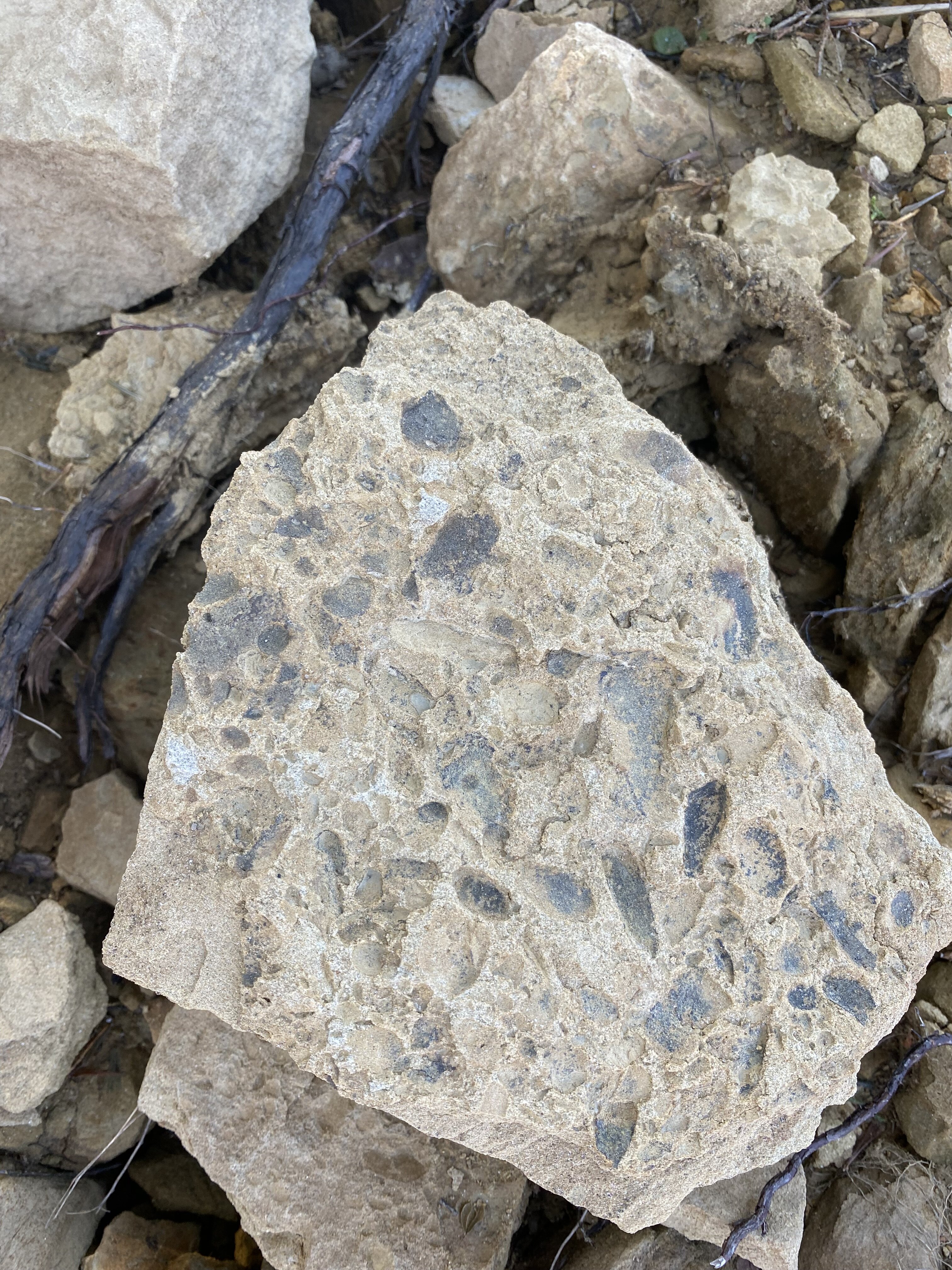 Could this be a mass of calamite leaves? - Fossil ID - The Fossil Forum