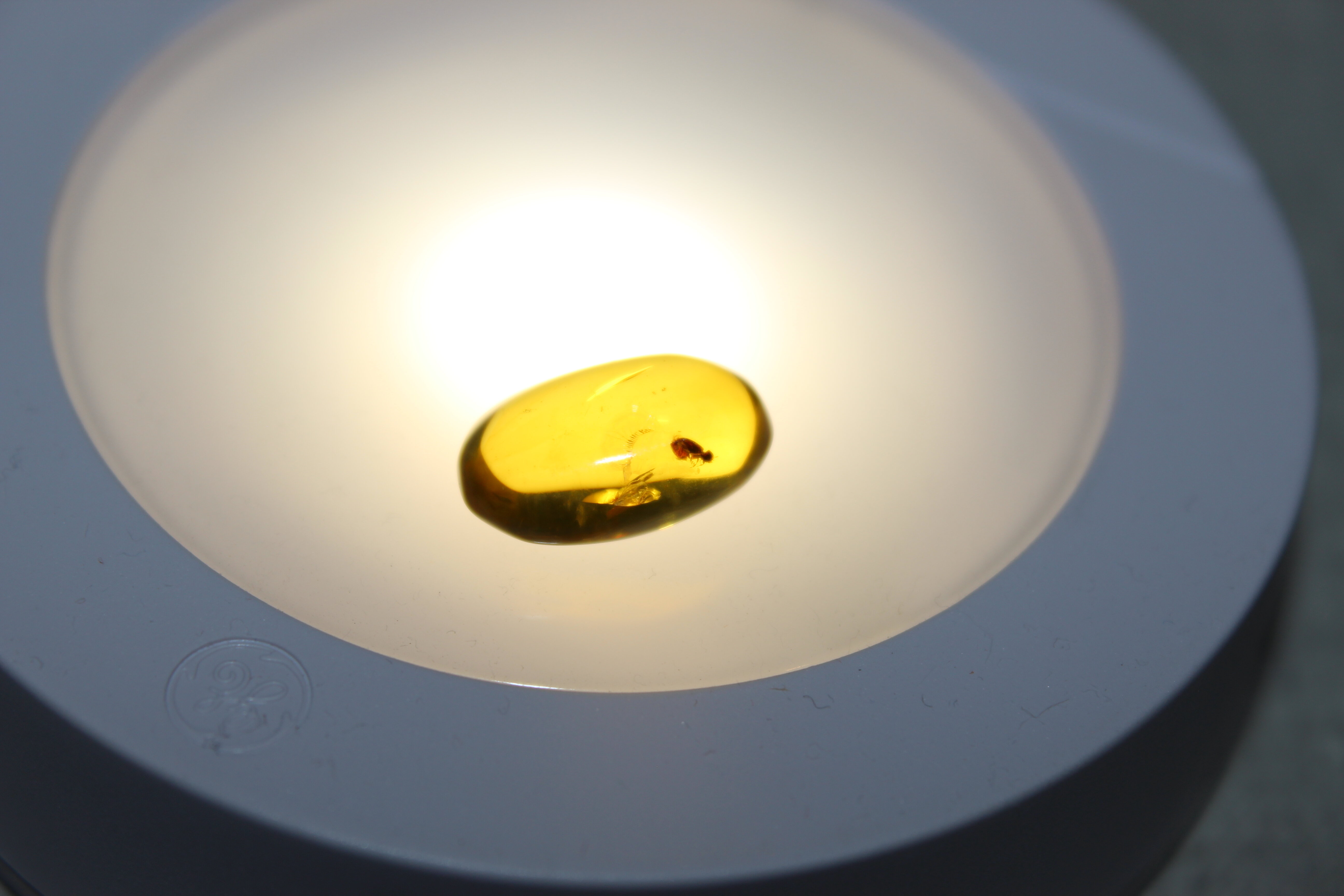 Question about amber - Questions & Answers - The Fossil Forum