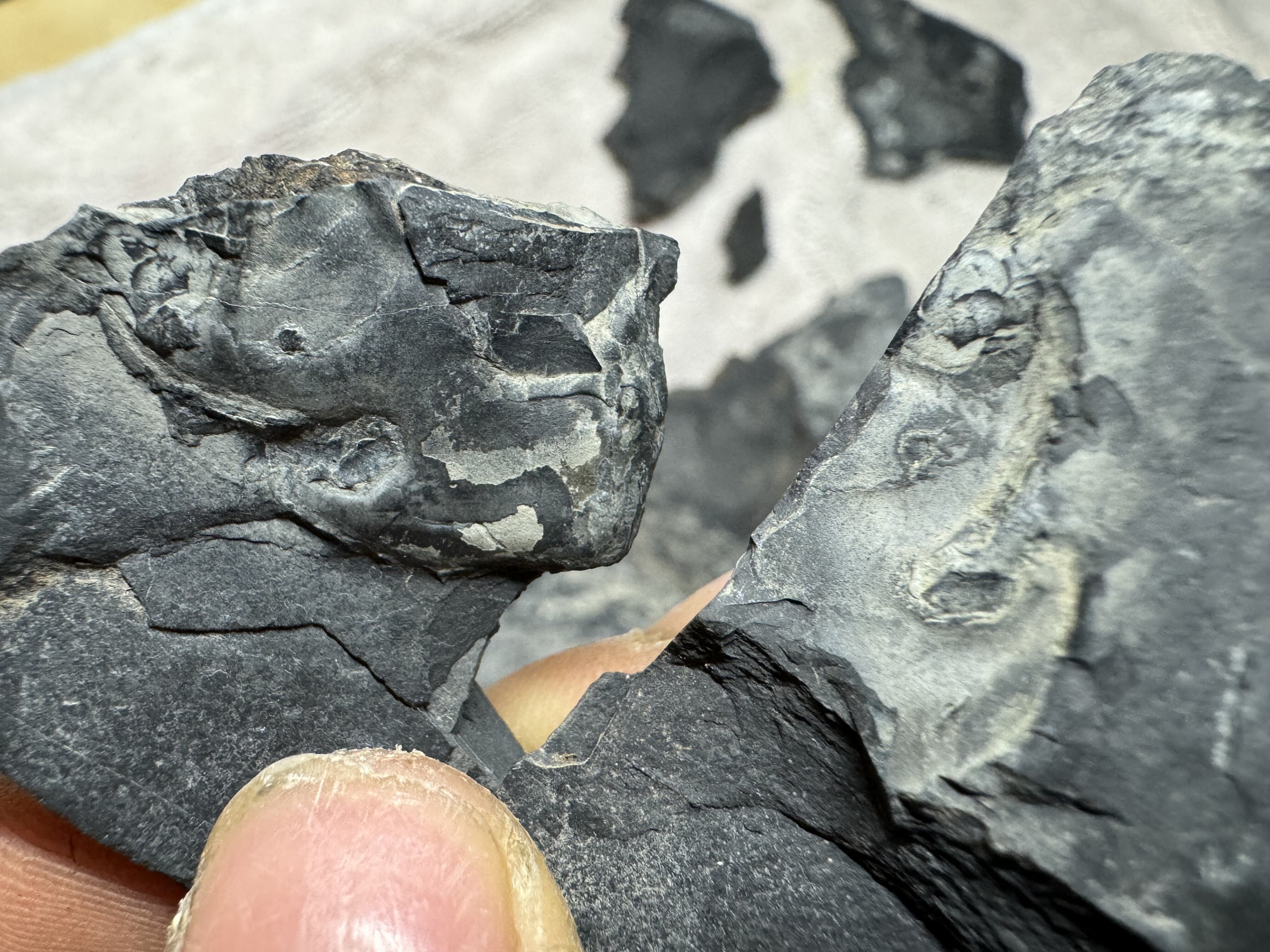 A Visit to Granton Quarry - Fossil Hunting Trips - The Fossil Forum