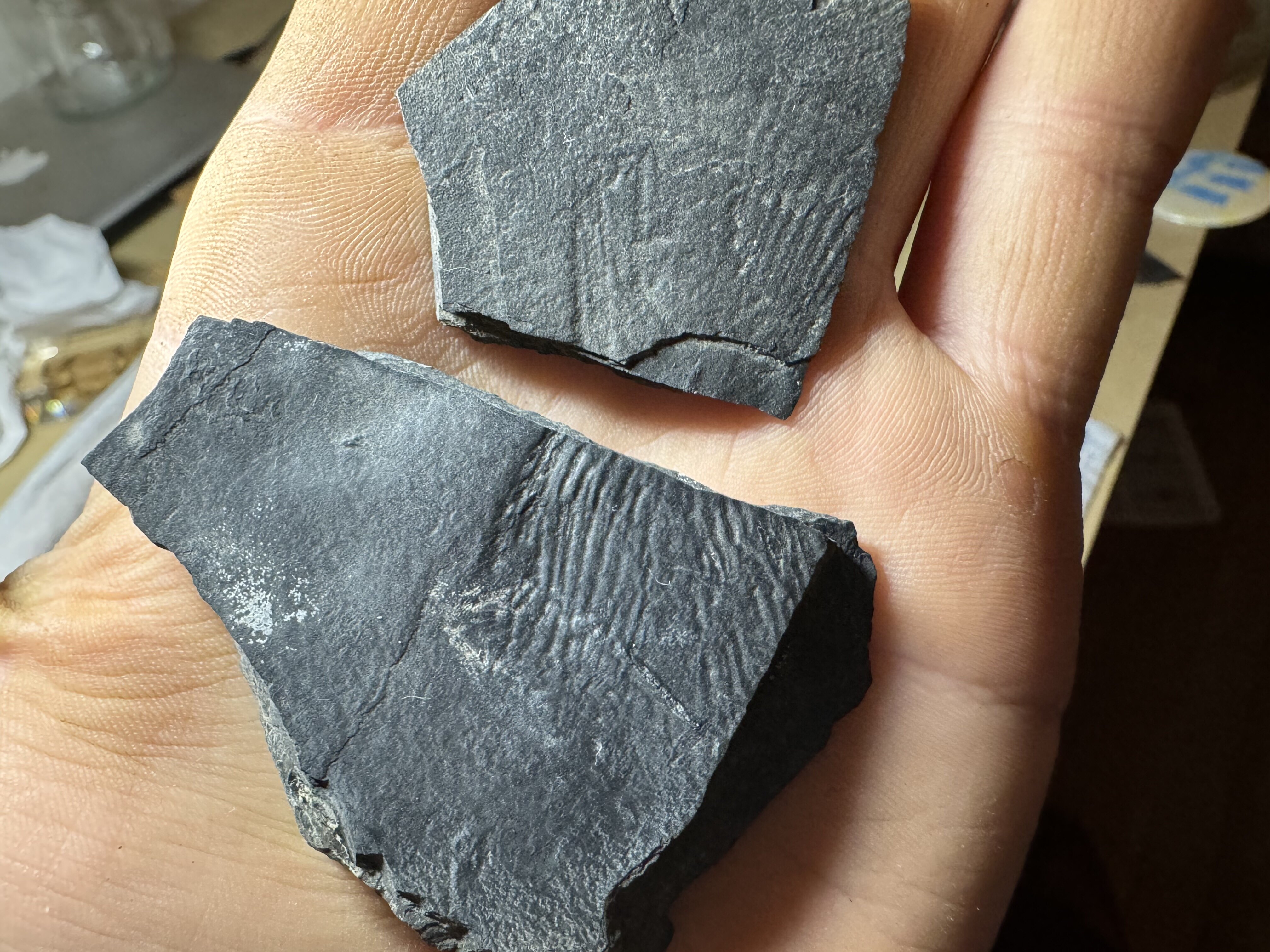 A Visit to Granton Quarry - Fossil Hunting Trips - The Fossil Forum
