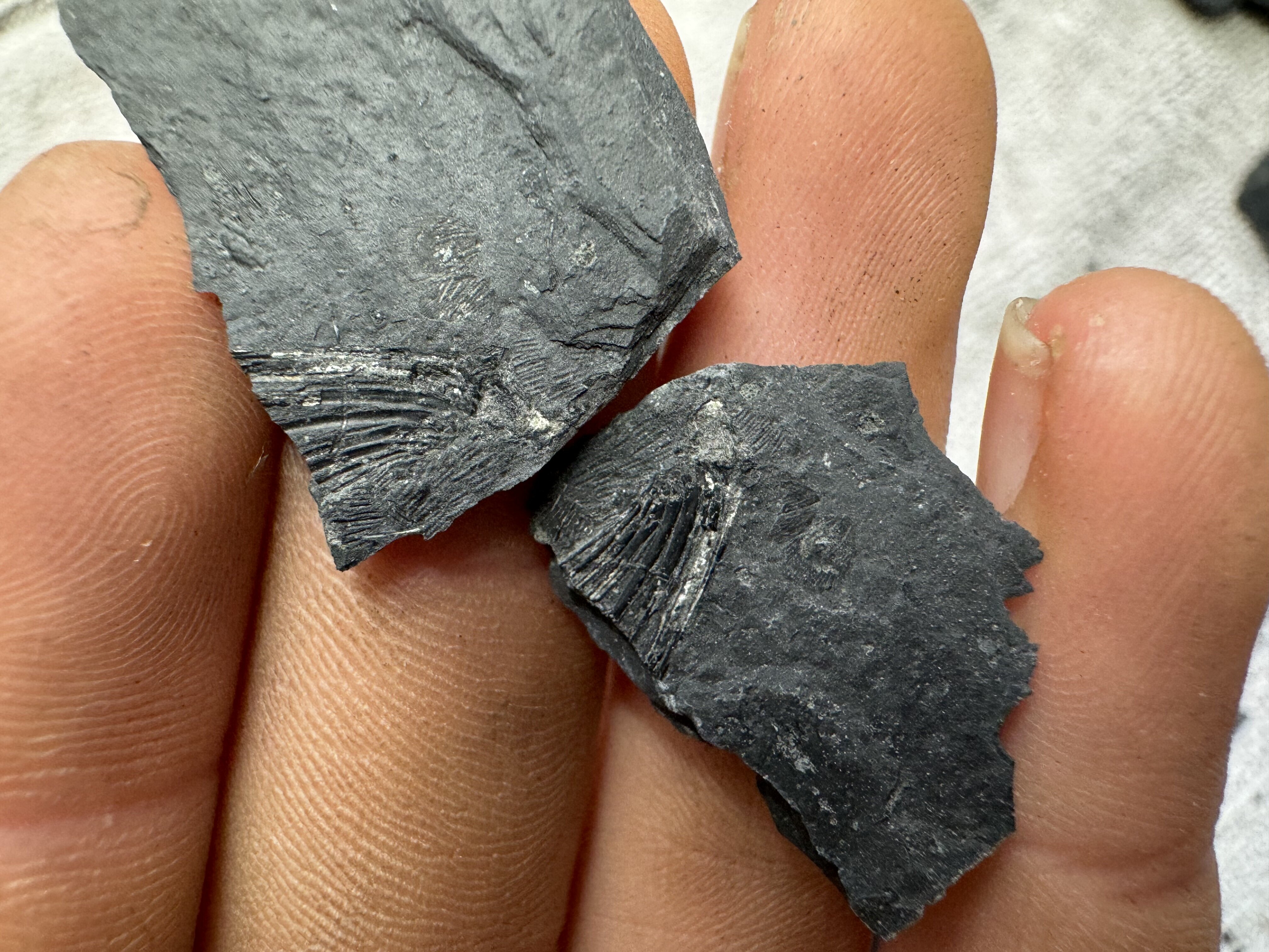 A Visit to Granton Quarry - Fossil Hunting Trips - The Fossil Forum
