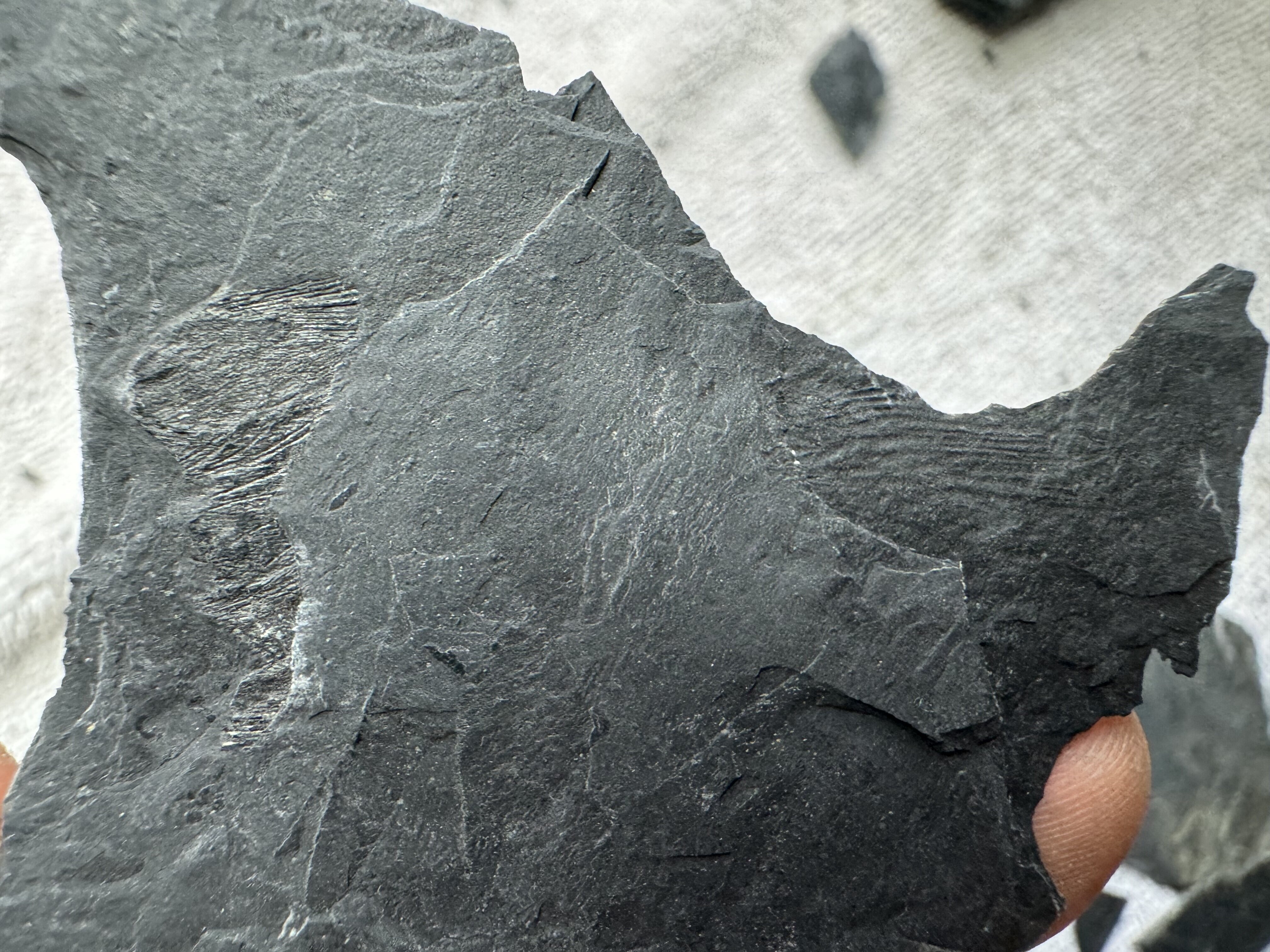 A Visit to Granton Quarry - Fossil Hunting Trips - The Fossil Forum