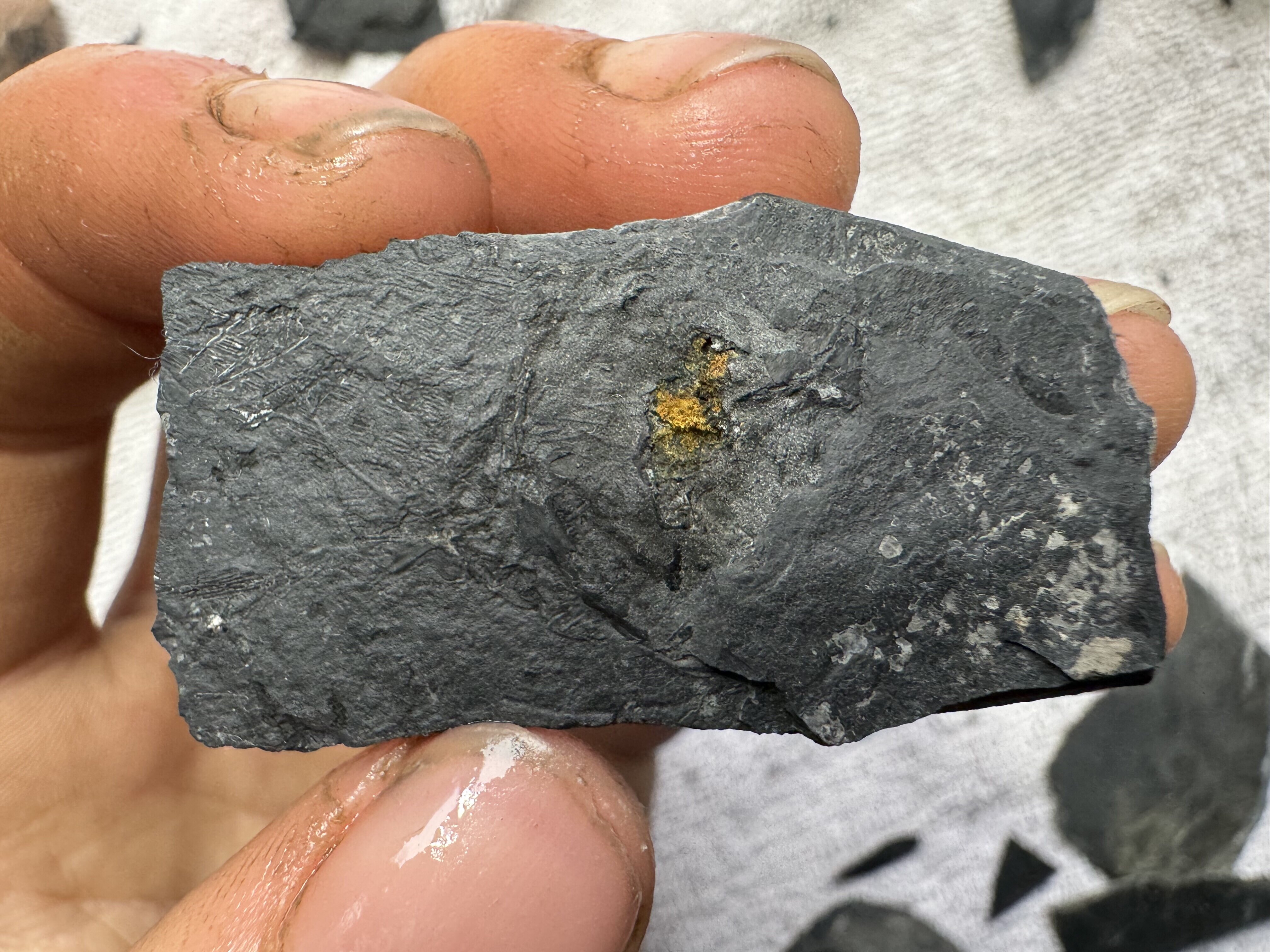 A Visit to Granton Quarry - Fossil Hunting Trips - The Fossil Forum