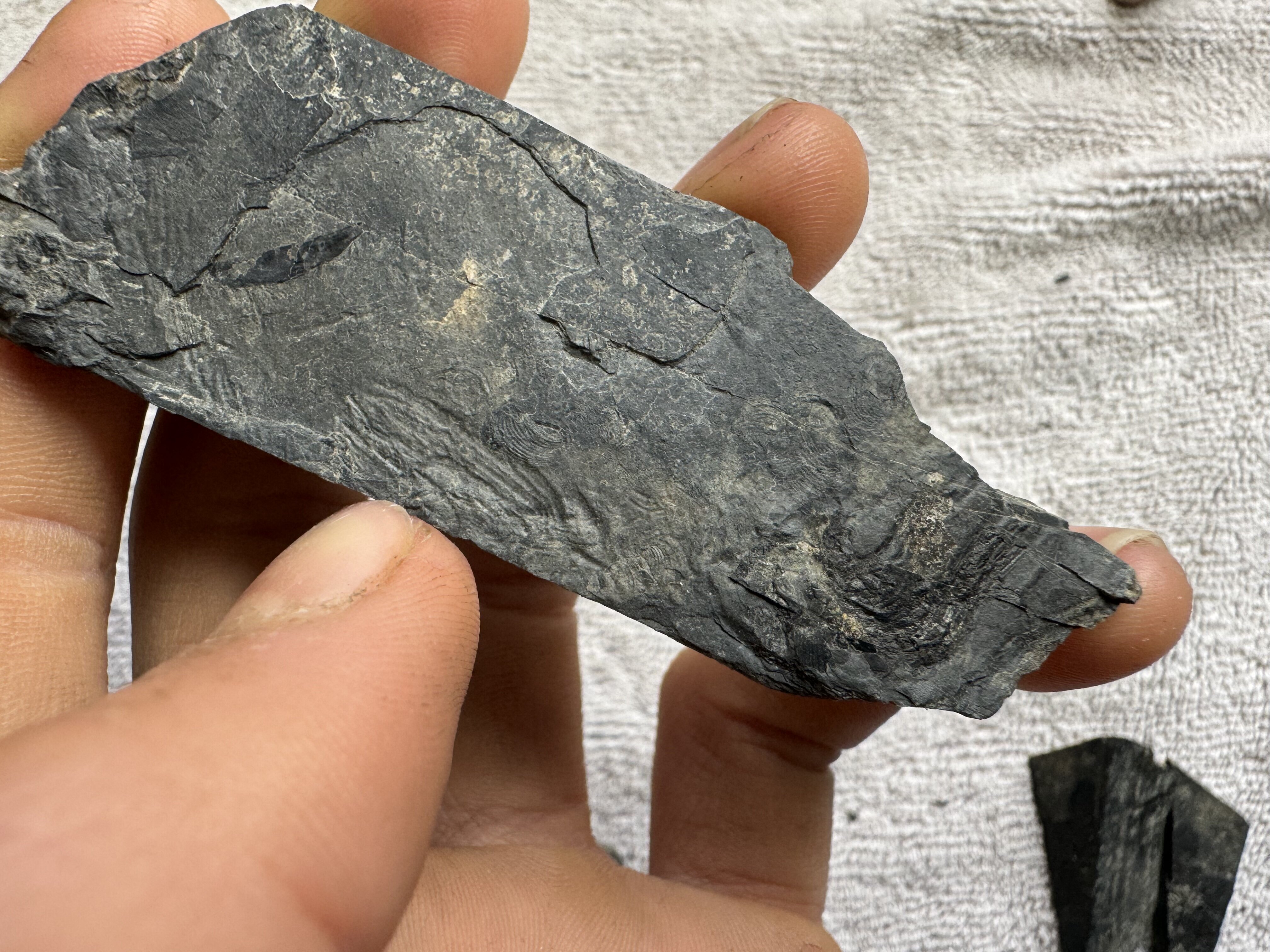 A Visit to Granton Quarry - Fossil Hunting Trips - The Fossil Forum