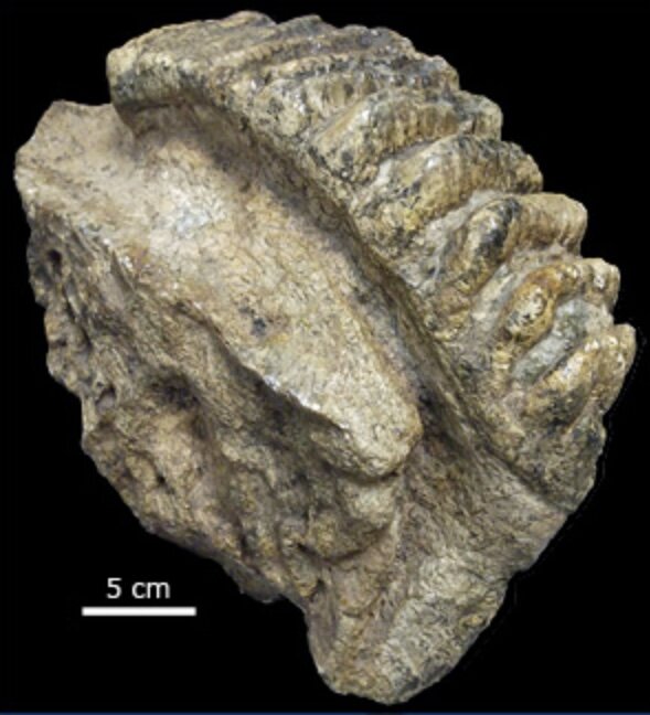 Mammoth tooth from AK, USA Identification? - Fossil ID - The Fossil Forum