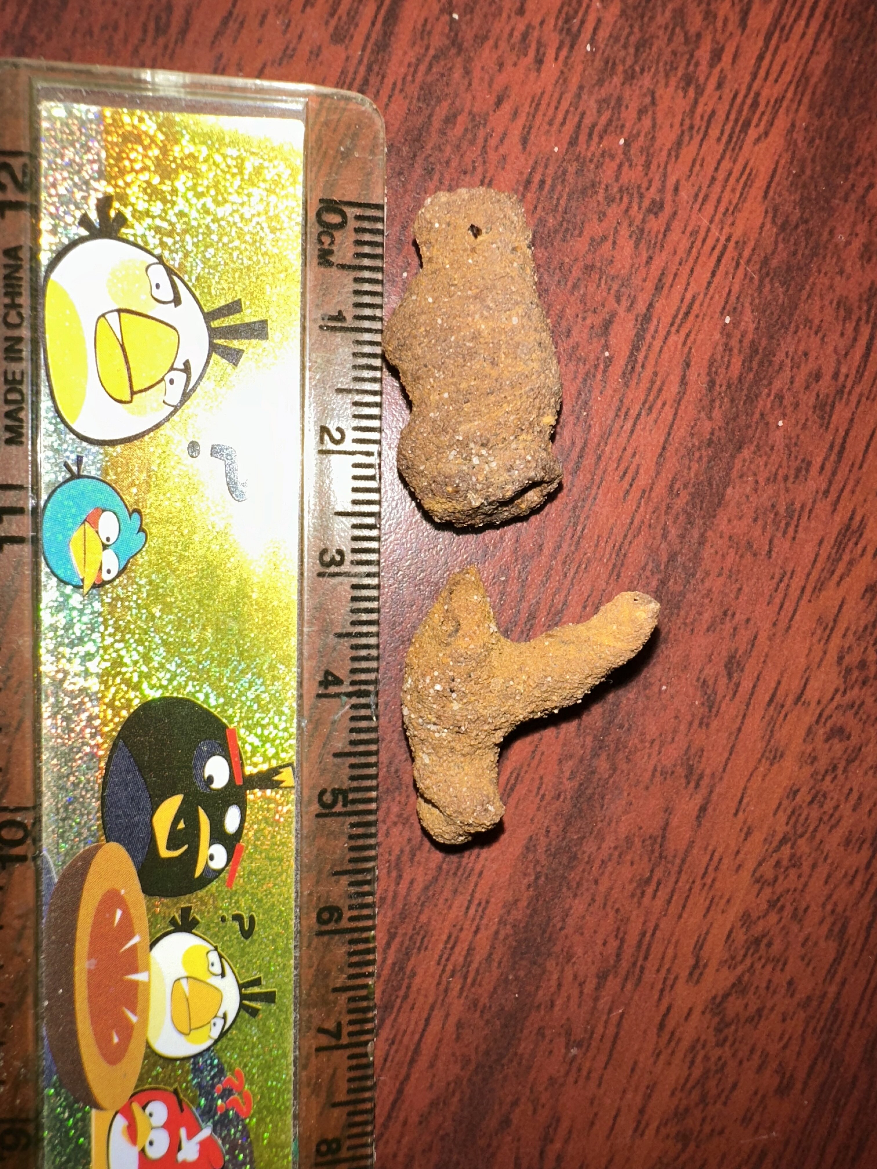 Green Mill Run NC Fossils (Cretaceous and Neogene) - Fossil ID - The ...