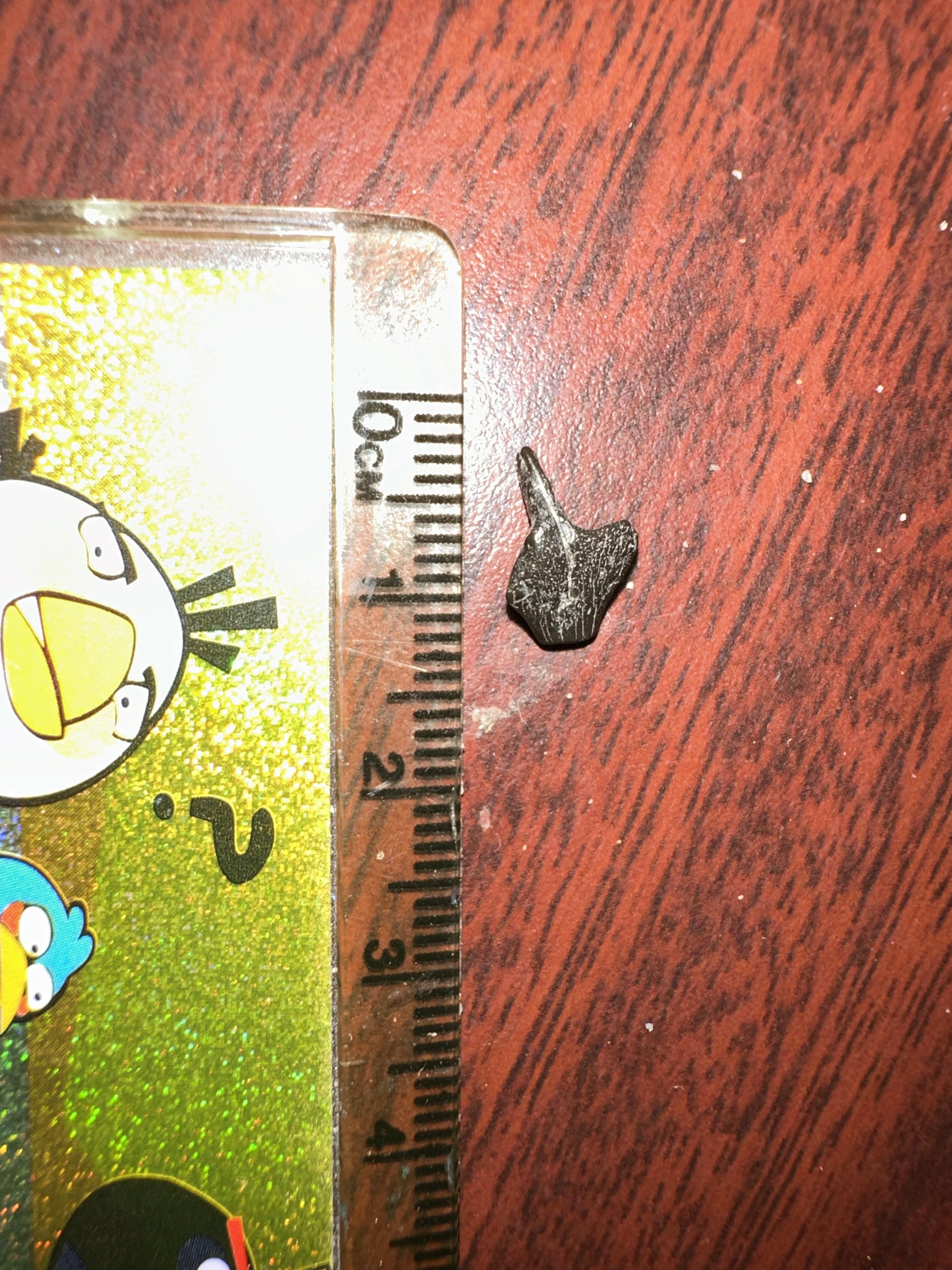 Green Mill Run NC Fossils (Cretaceous and Neogene) - Fossil ID - The ...