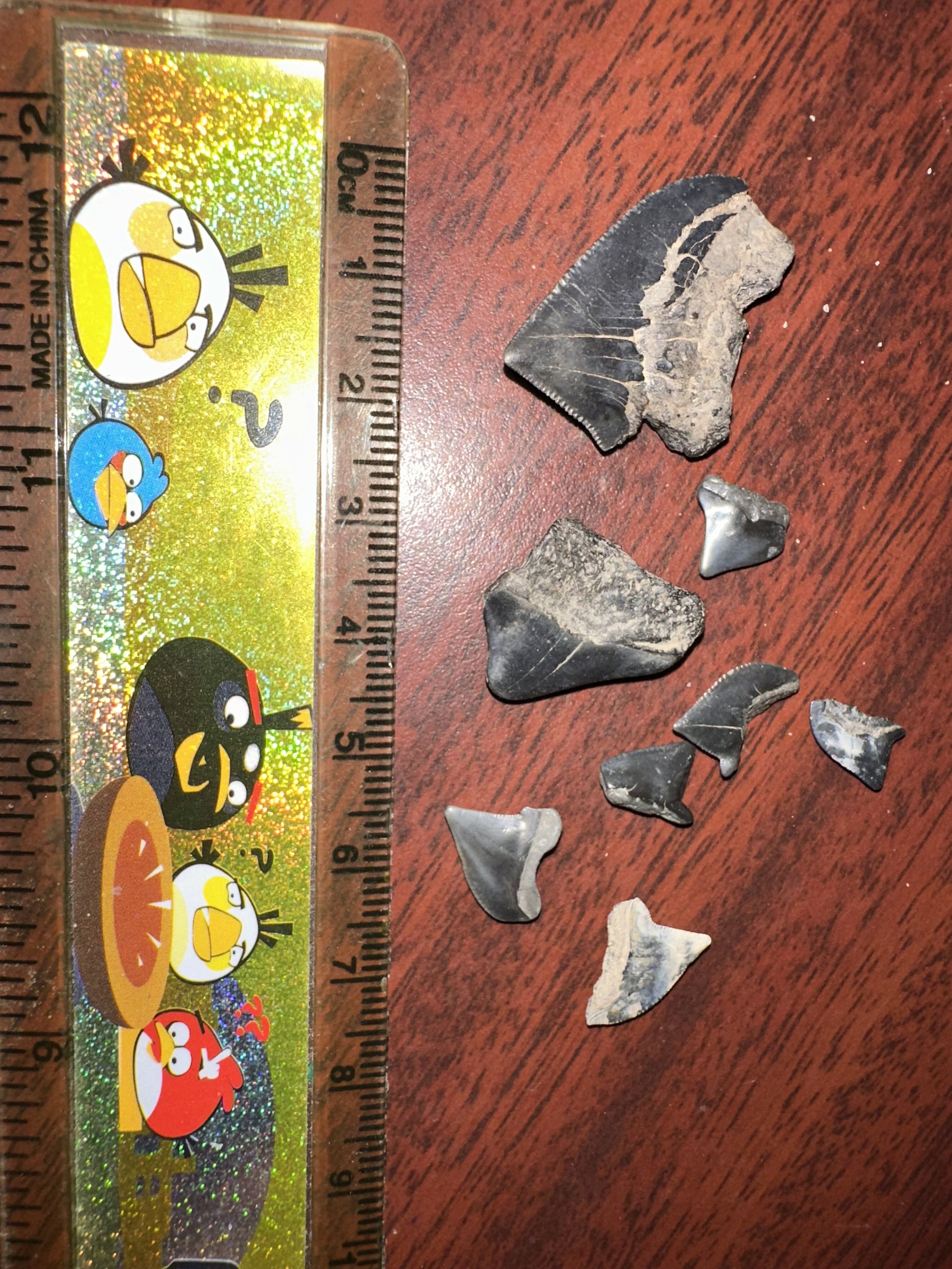 Green Mill Run NC Fossils (Cretaceous and Neogene) - Fossil ID - The ...