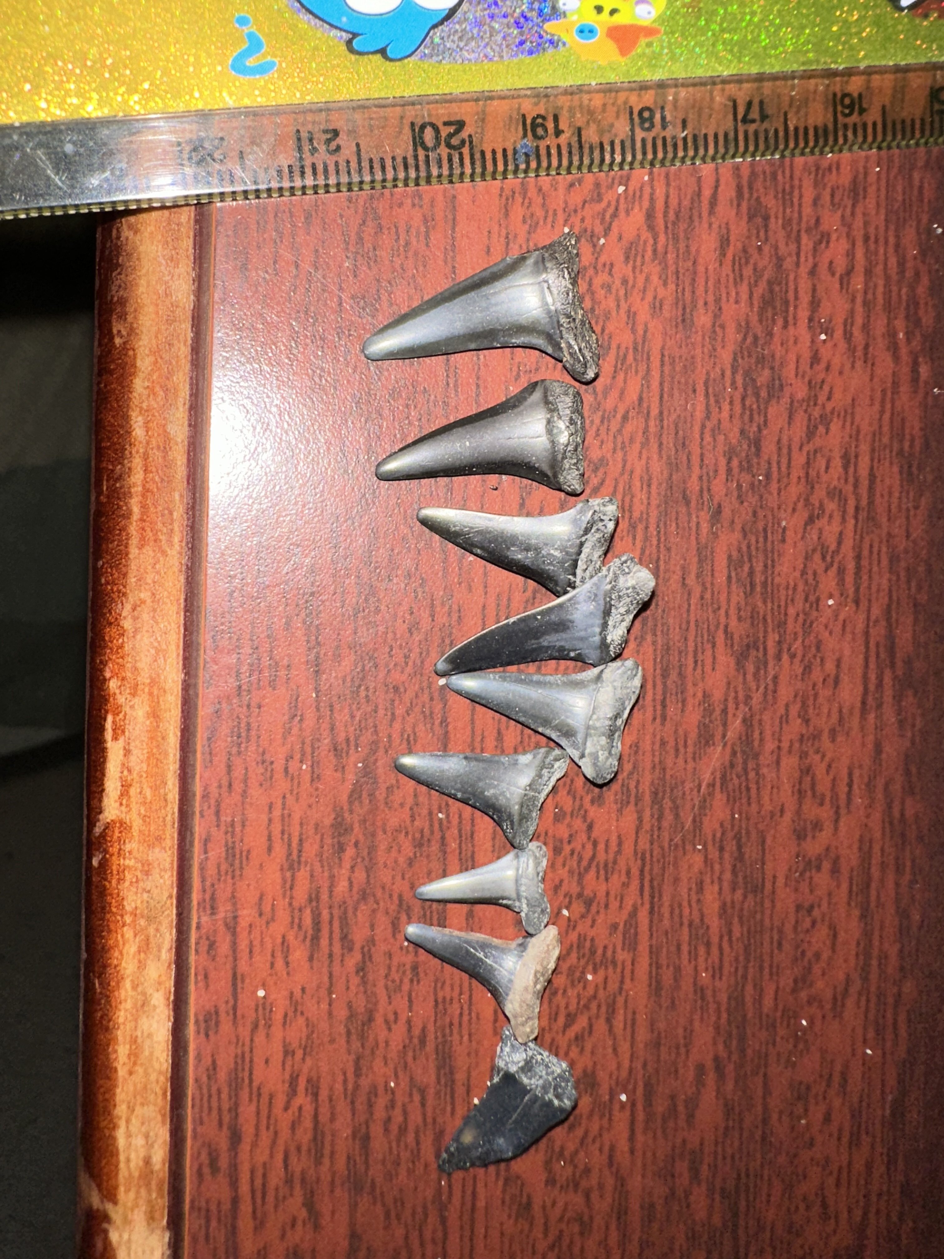 Green Mill Run NC Fossils (Cretaceous and Neogene) - Fossil ID - The ...