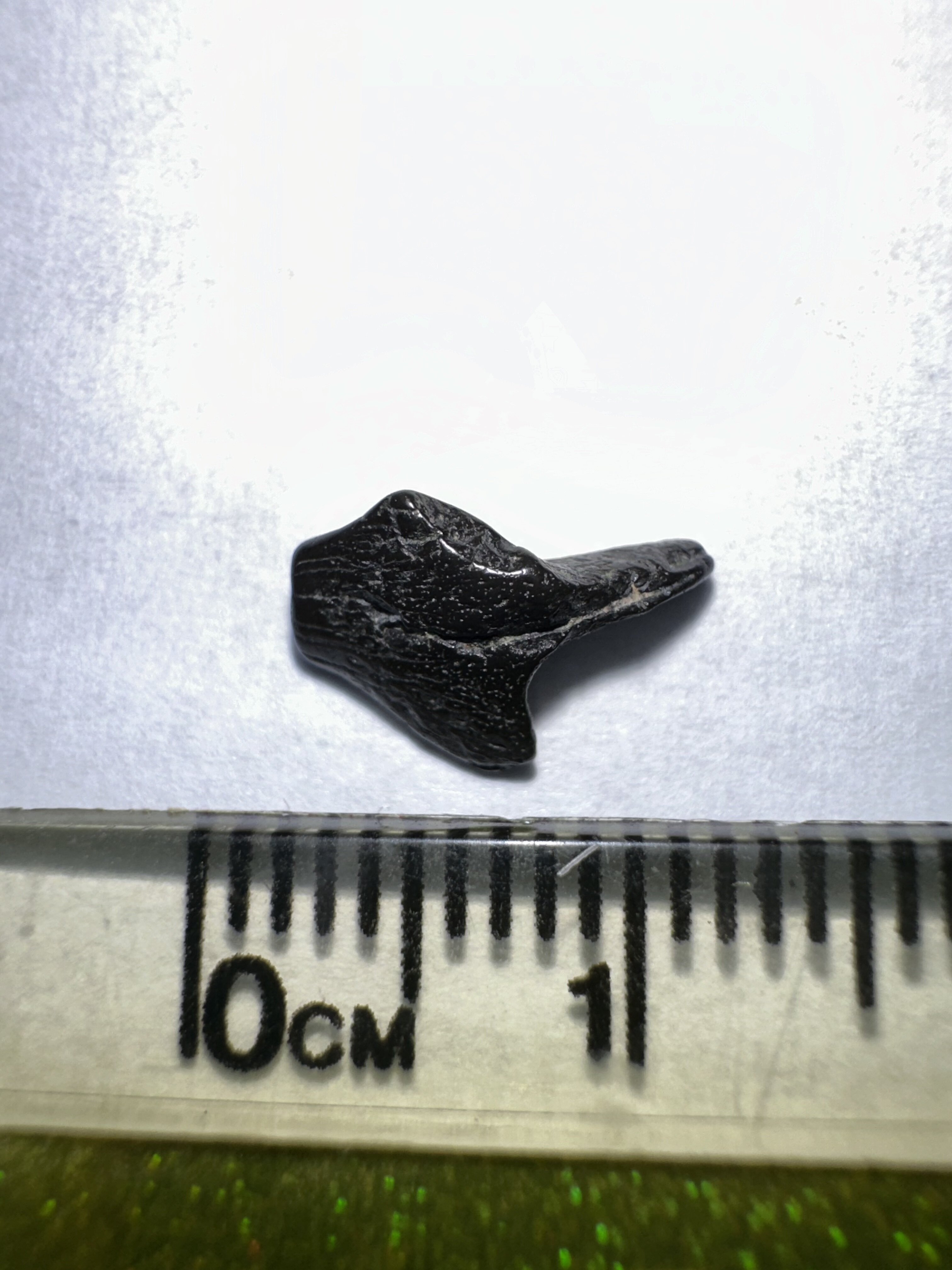Green Mill Run NC Fossils (Cretaceous and Neogene) - Fossil ID - The ...
