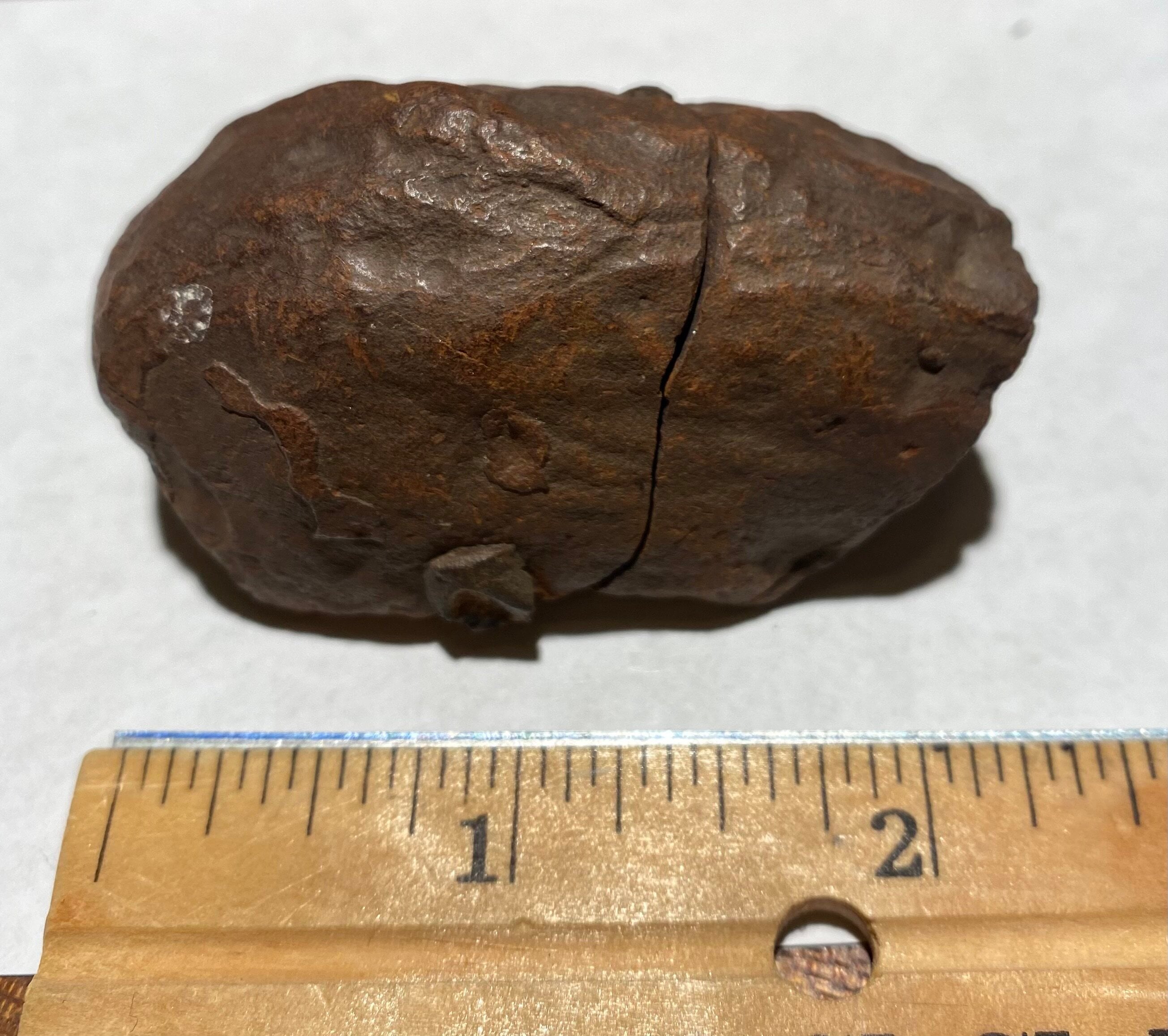 Possible seed pod, concretiion? - Fossil ID - The Fossil Forum
