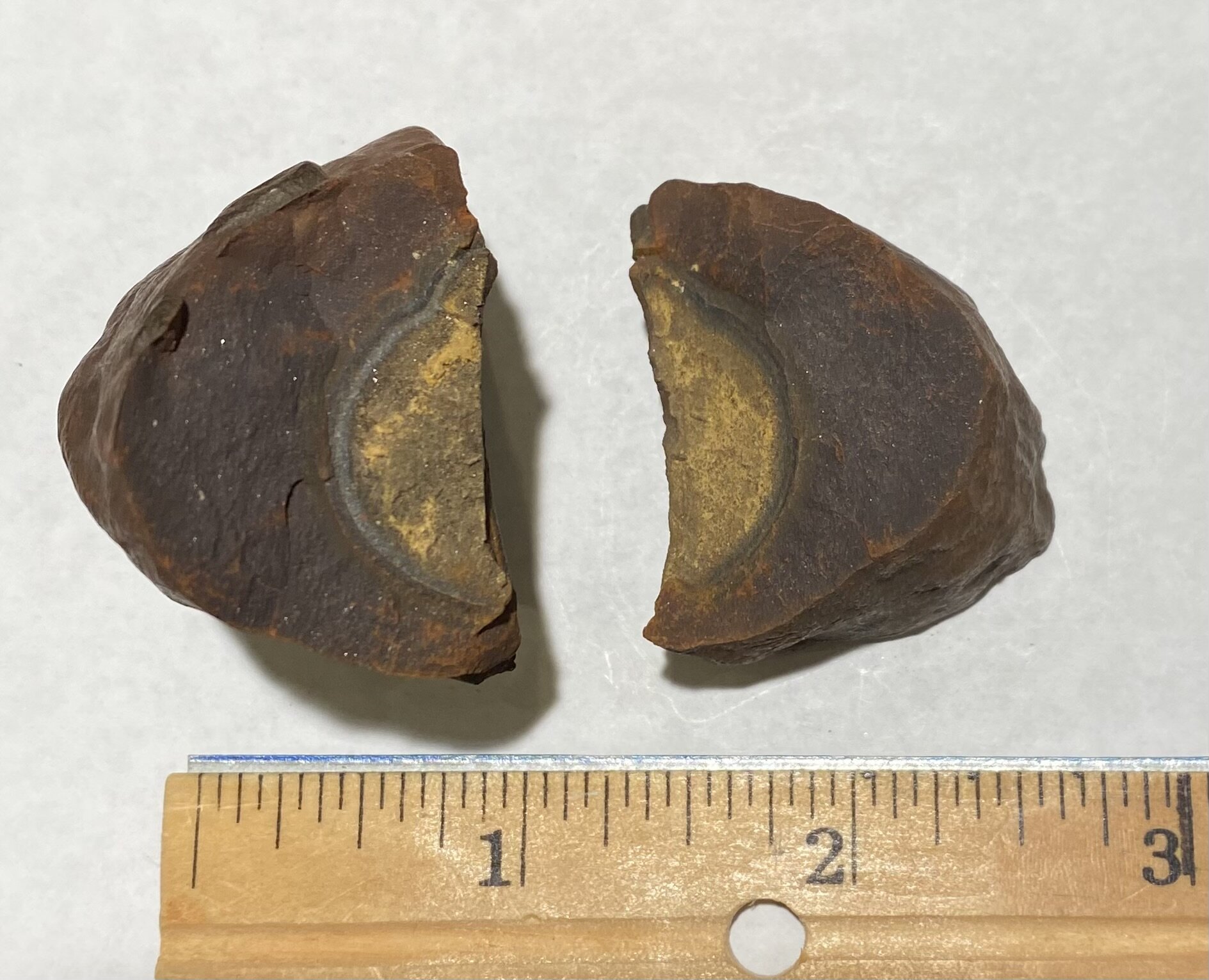 Possible seed pod, concretiion? - Fossil ID - The Fossil Forum
