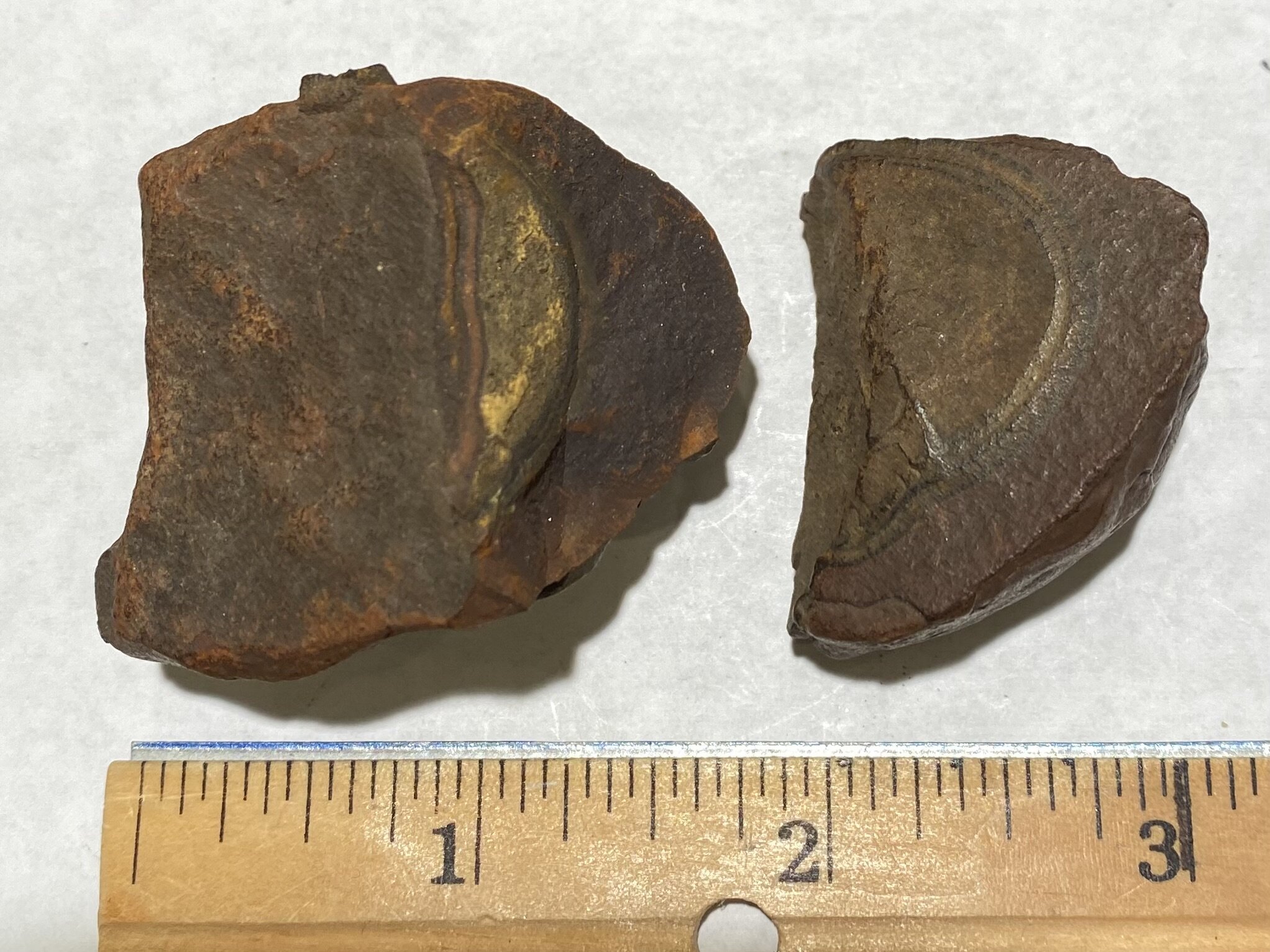 Possible seed pod, concretiion? - Fossil ID - The Fossil Forum