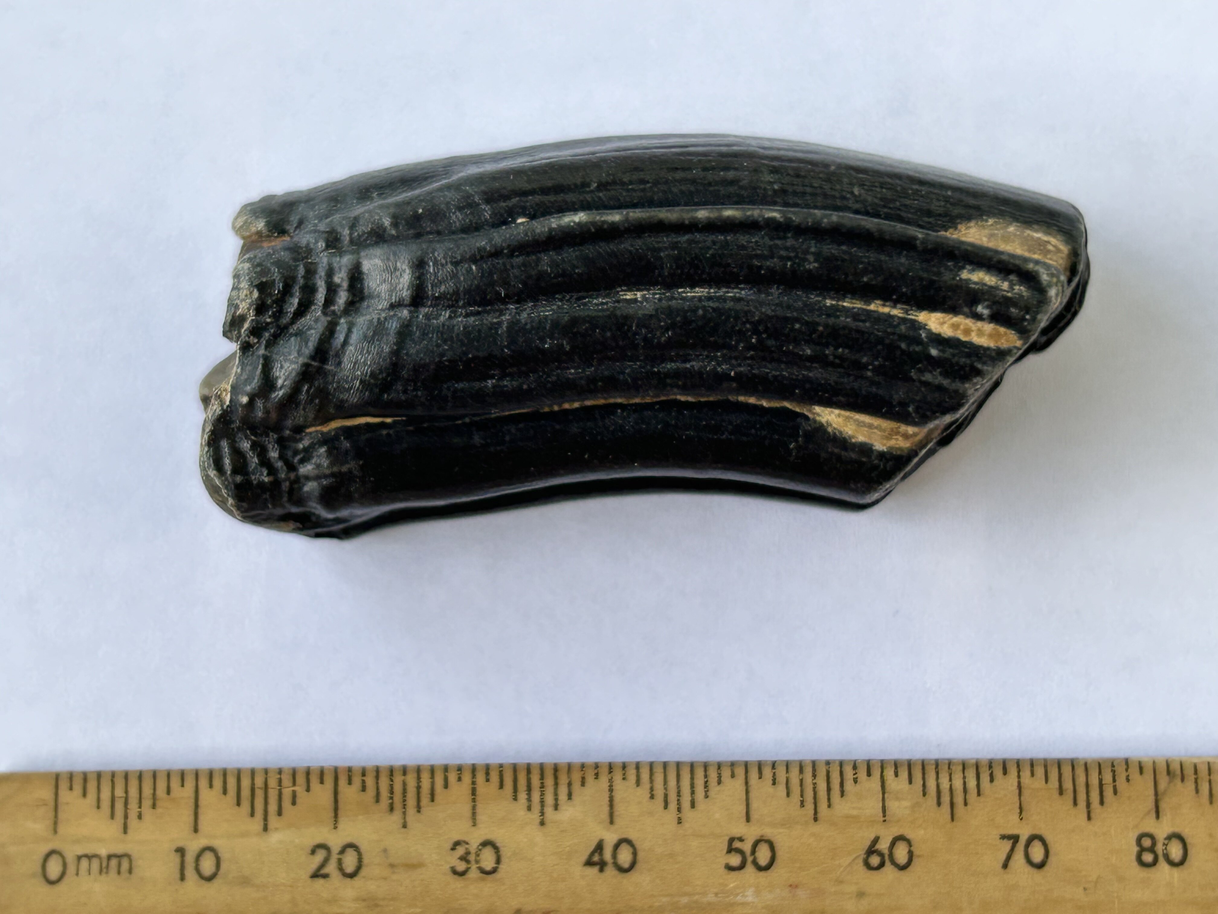 Fossilised tooth, tusk, unknown? Found On beach Australia - Fossil ID ...