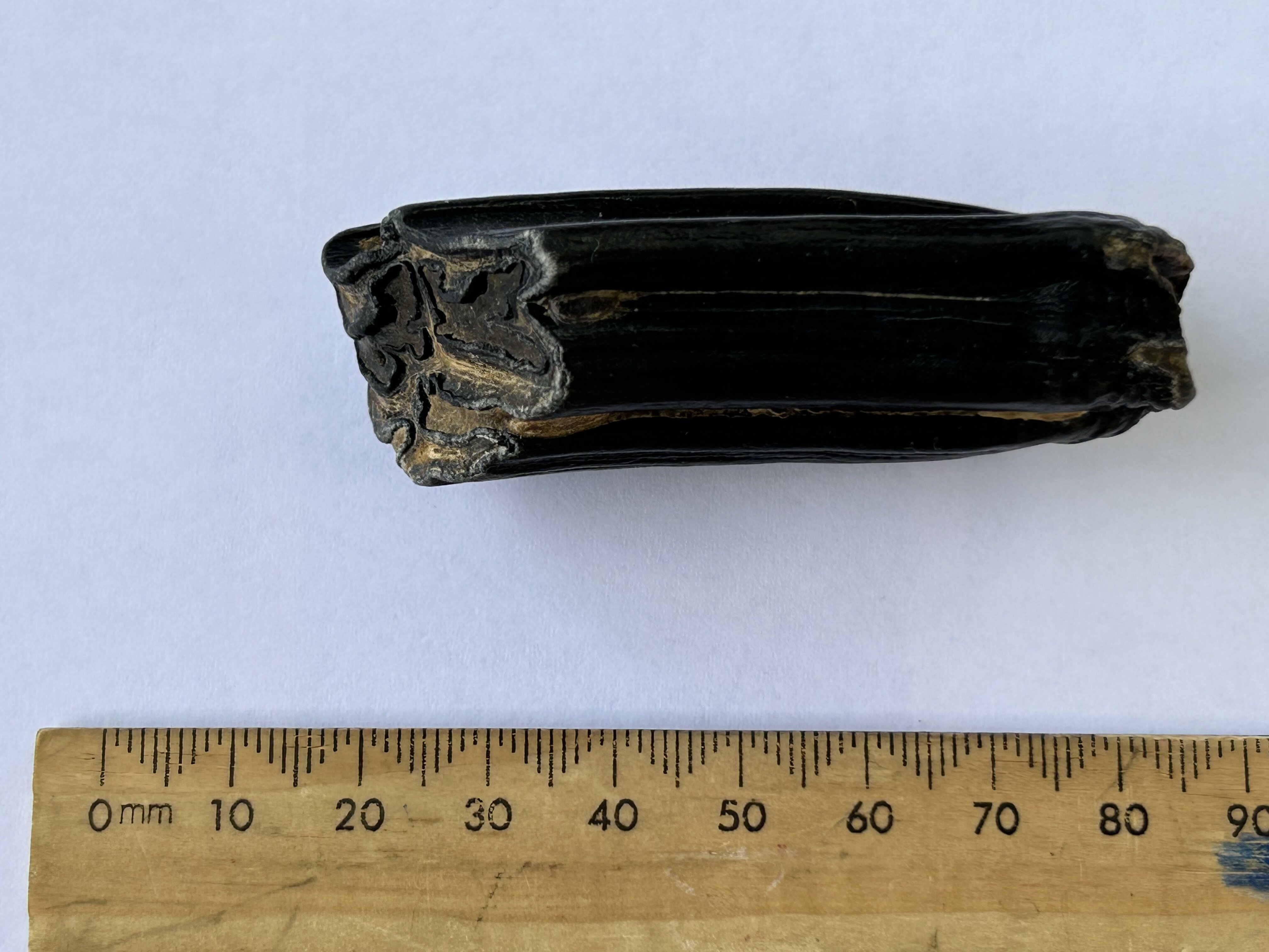 Fossilised tooth, tusk, unknown? Found On beach Australia - Fossil ID ...