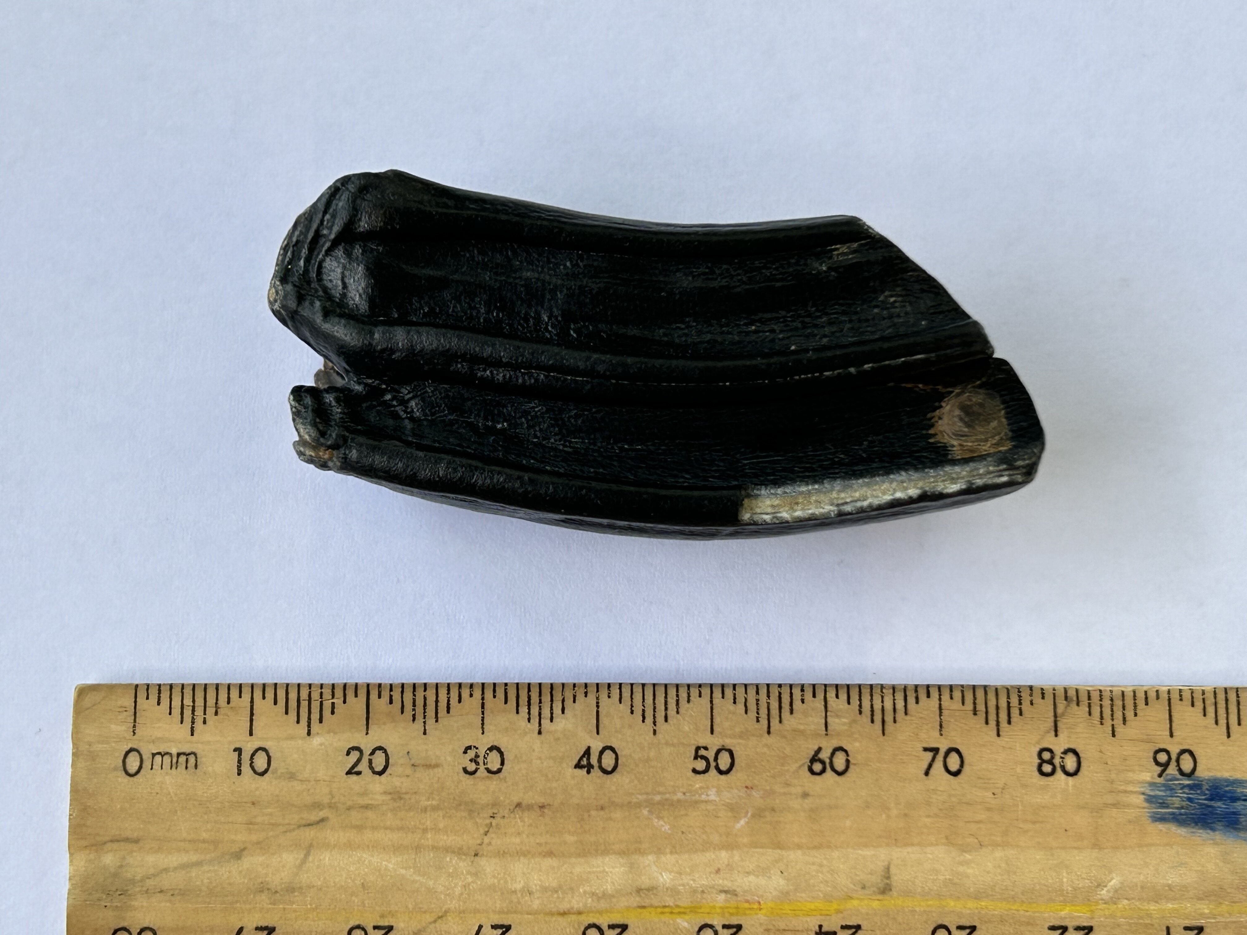 Fossilised tooth, tusk, unknown? Found On beach Australia - Fossil ID ...