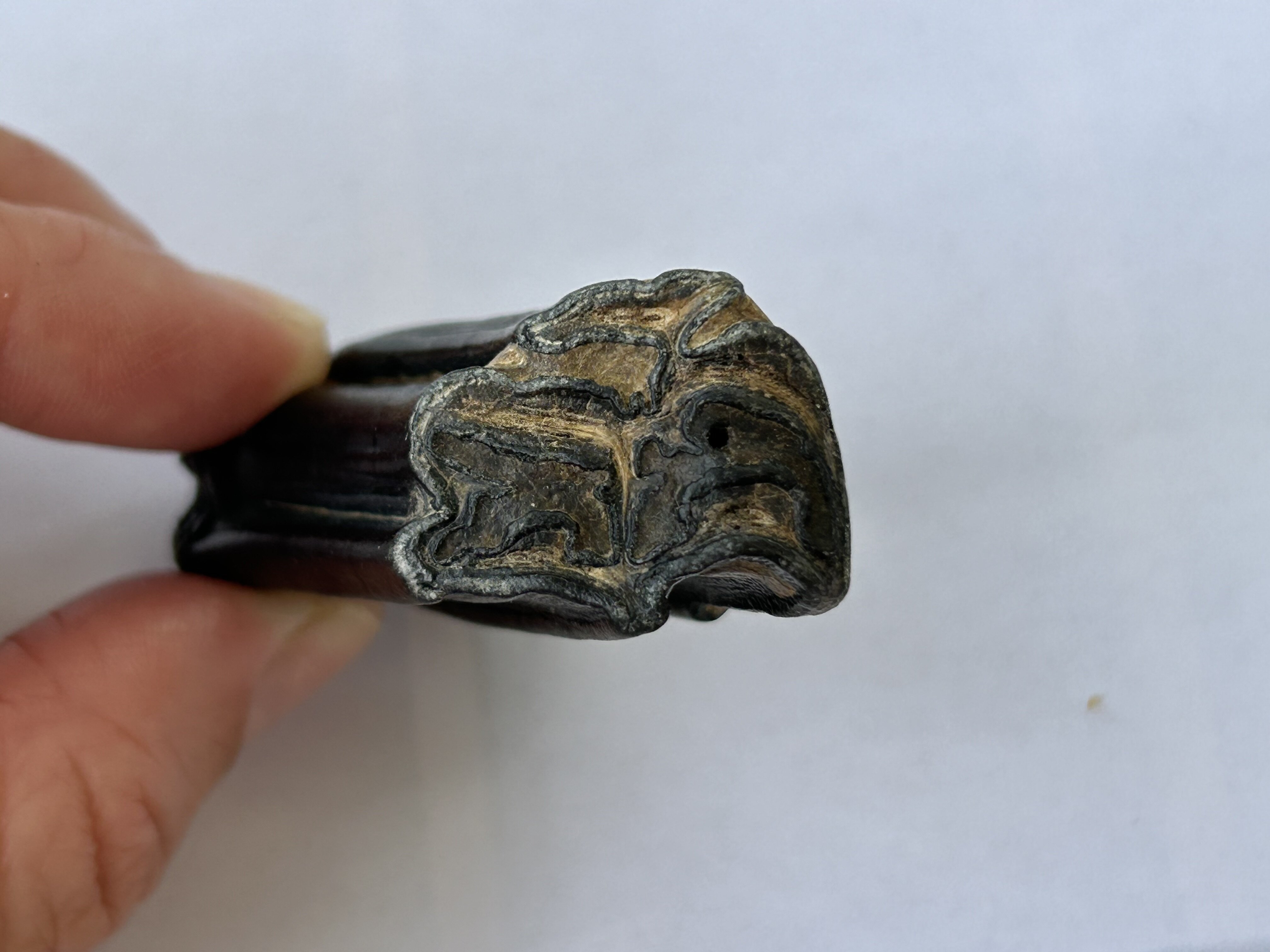 Fossilised tooth, tusk, unknown? Found On beach Australia - Fossil ID ...