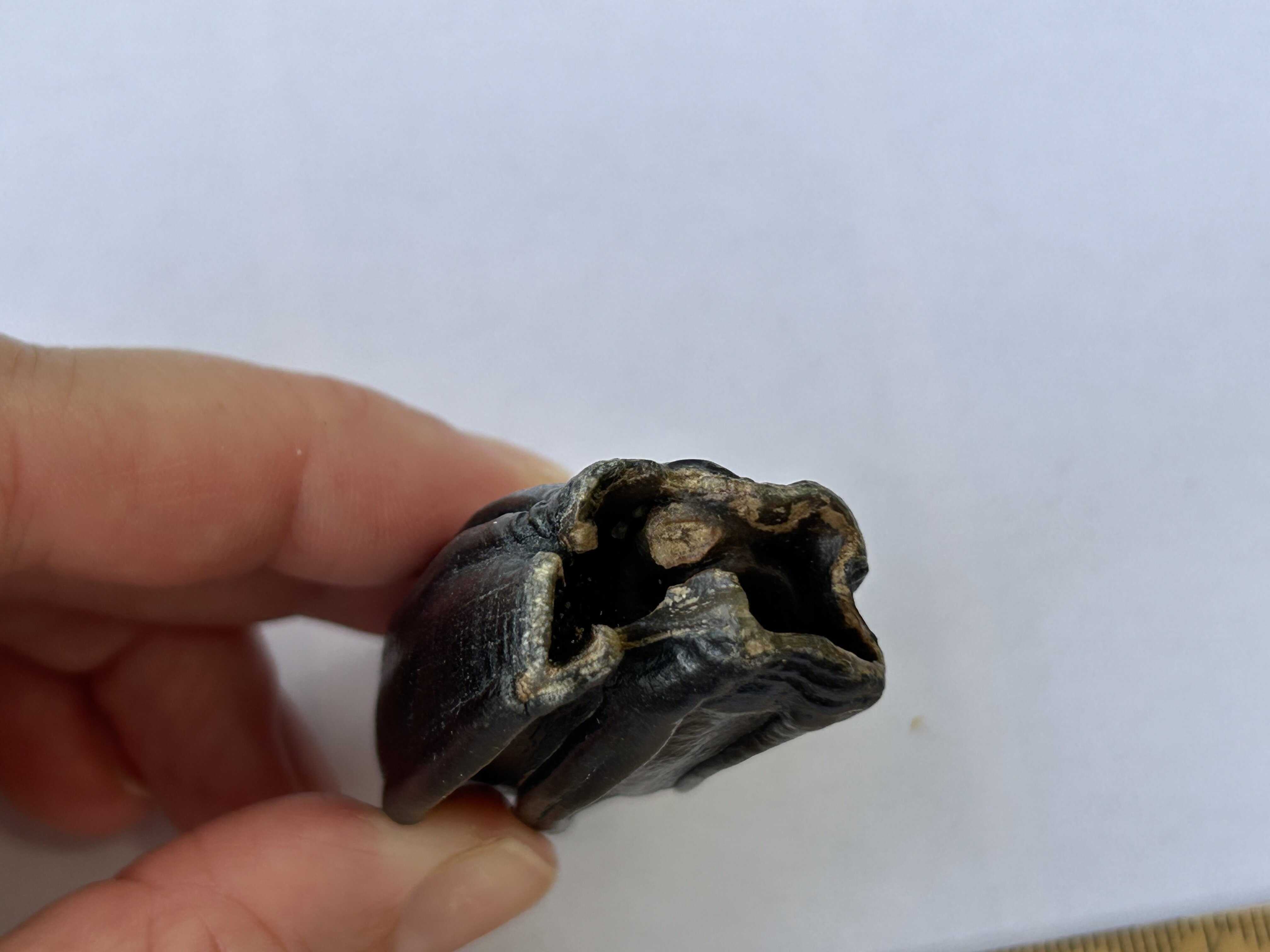 Fossilised tooth, tusk, unknown? Found On beach Australia - Fossil ID ...