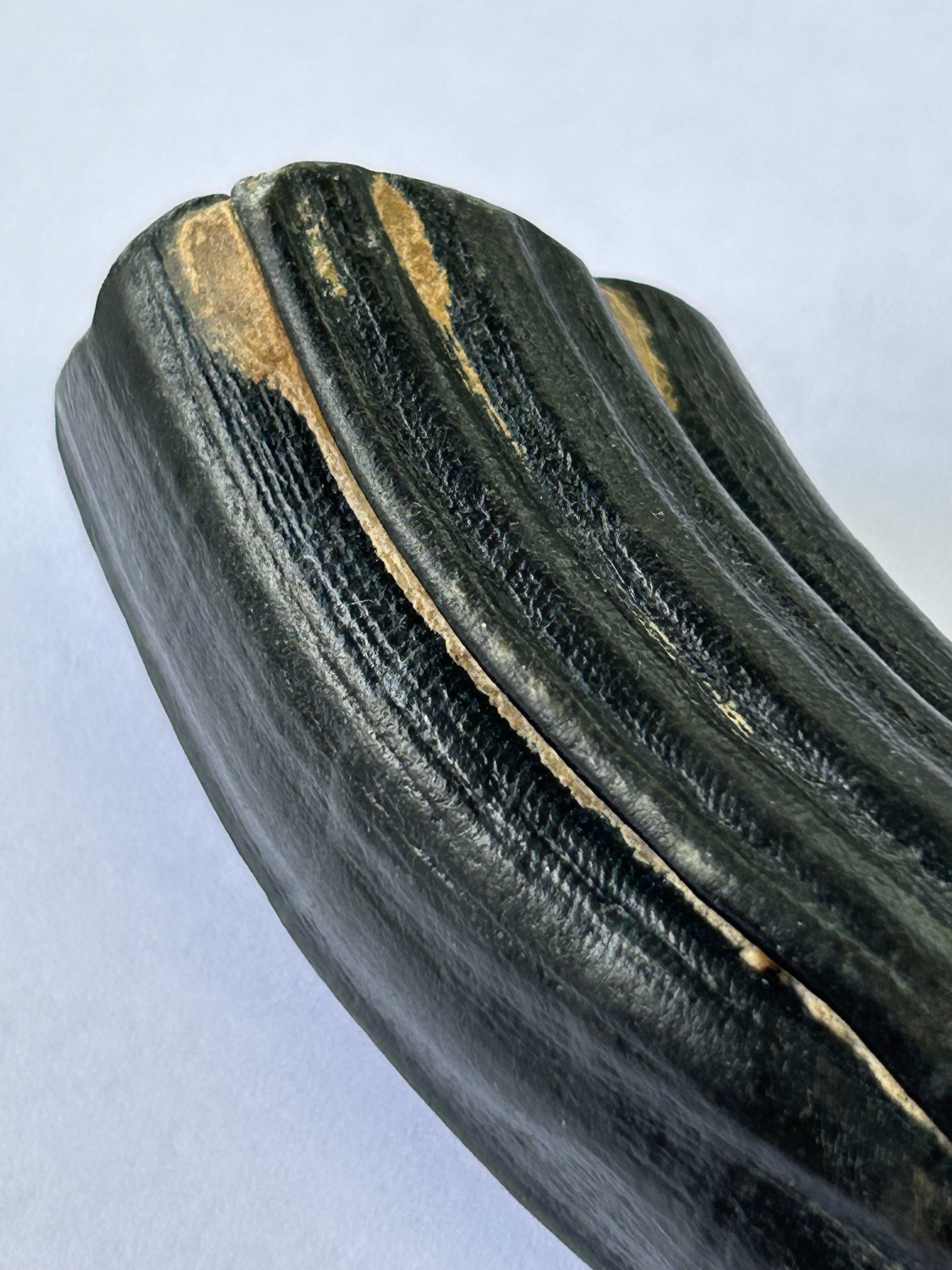 Fossilised tooth, tusk, unknown? Found On beach Australia - Fossil ID ...