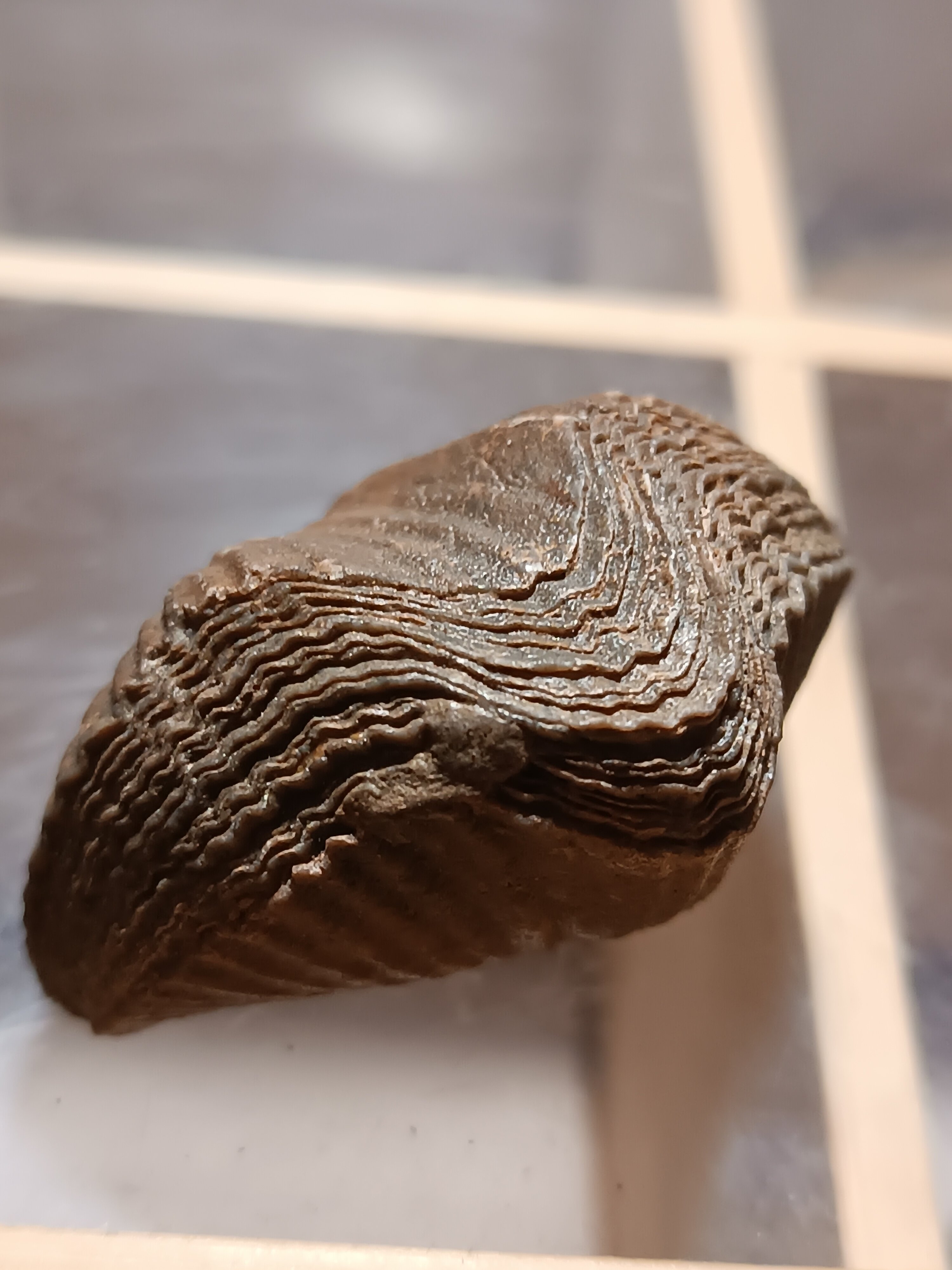 How to recognize a internal mold? - Questions & Answers - The Fossil Forum