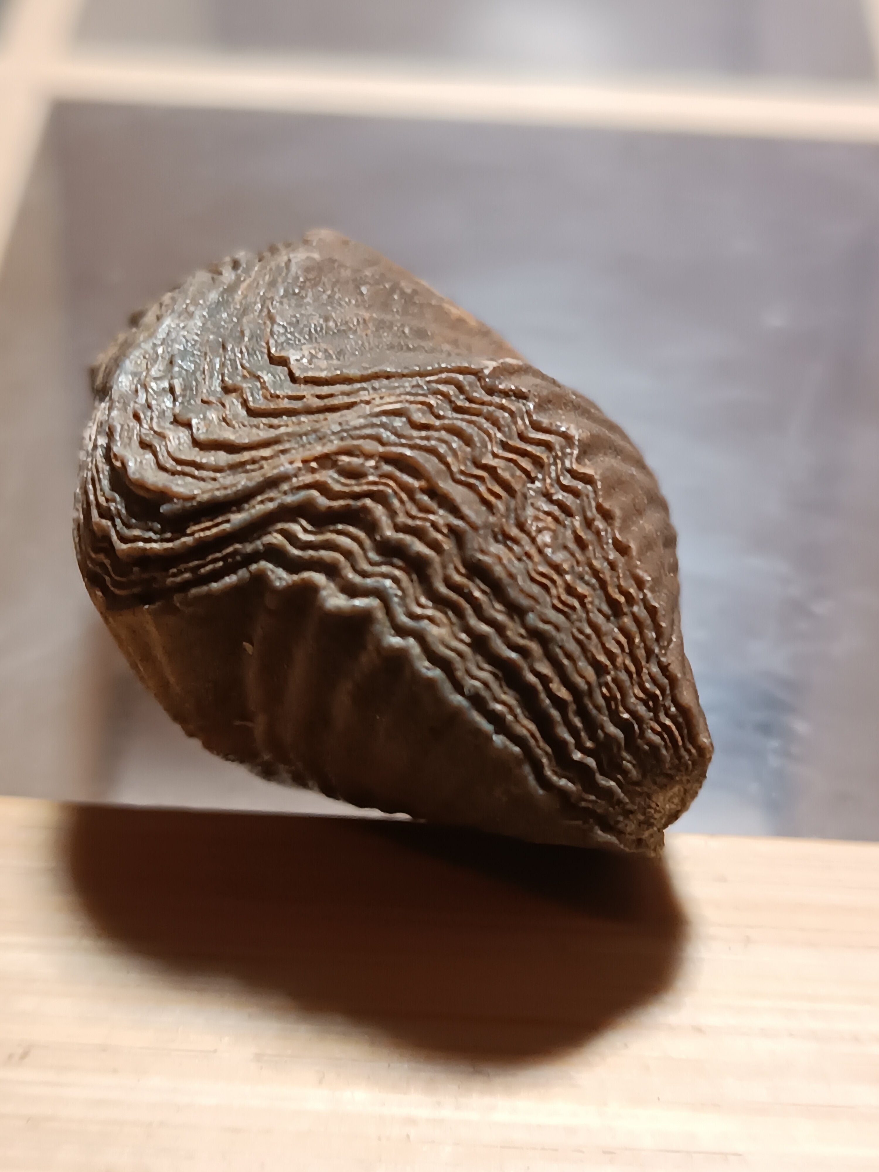 How to recognize a internal mold? - Questions & Answers - The Fossil Forum