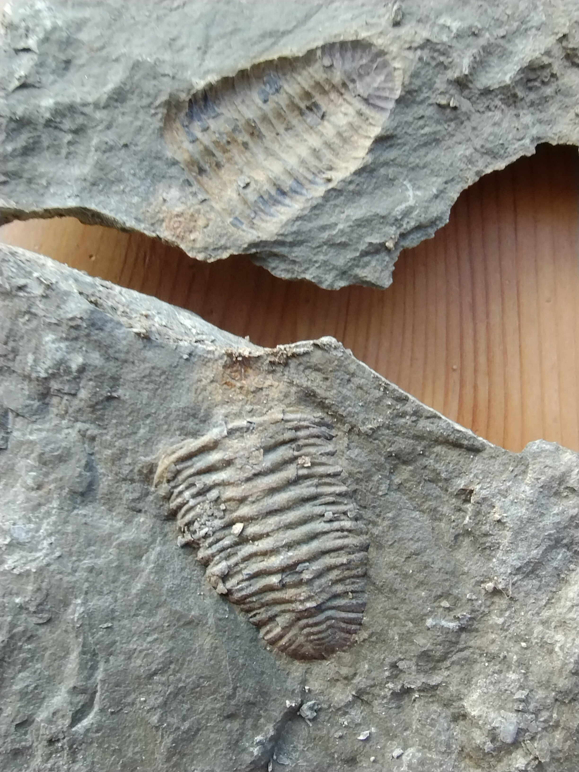 Boxing Day Discoveries: A couple of trilobites from Mahantango ...