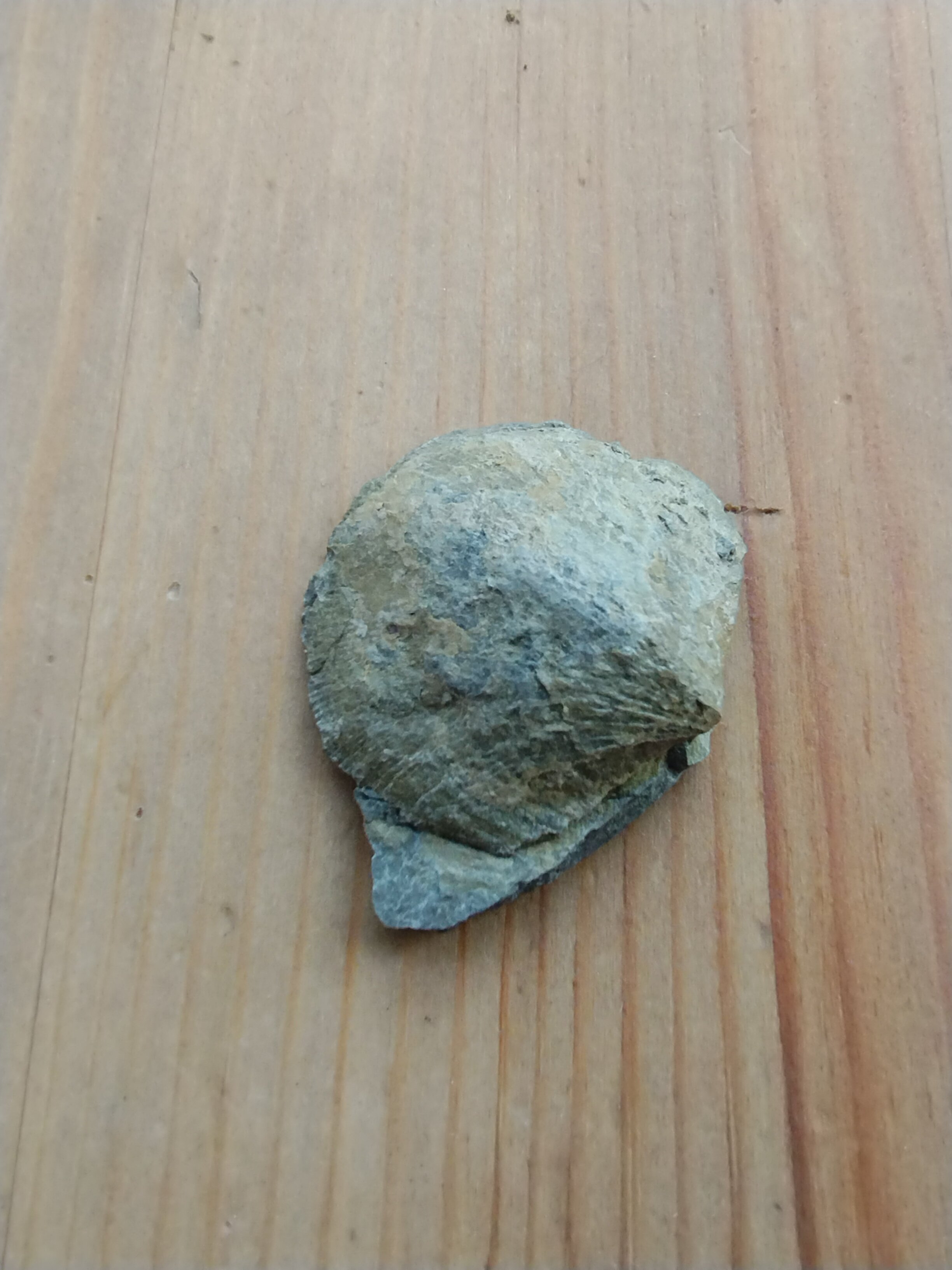 Boxing Day Discoveries: A couple of trilobites from Mahantango ...