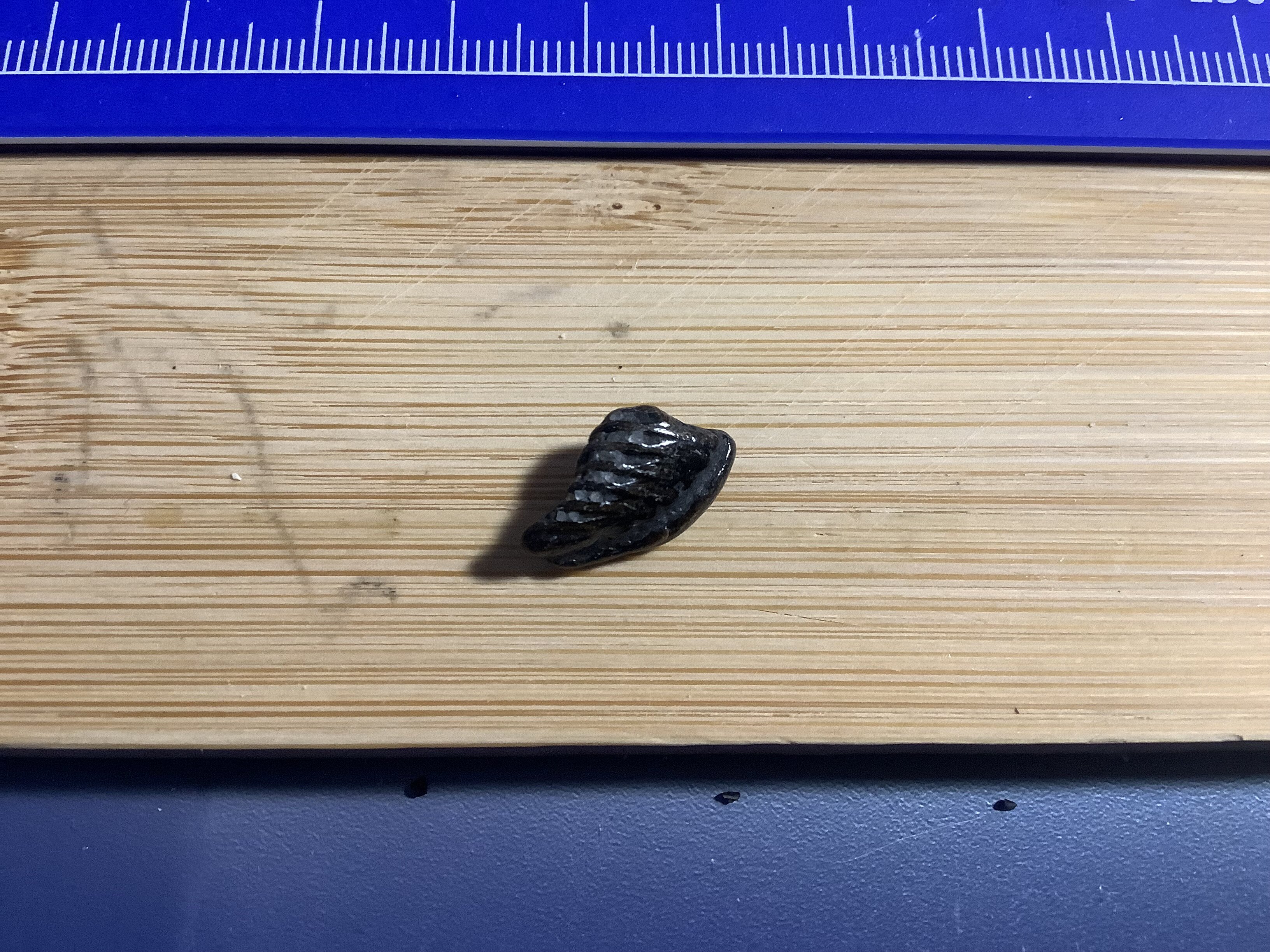 Odd Fossil I Find Around Here - Fossil ID - The Fossil Forum