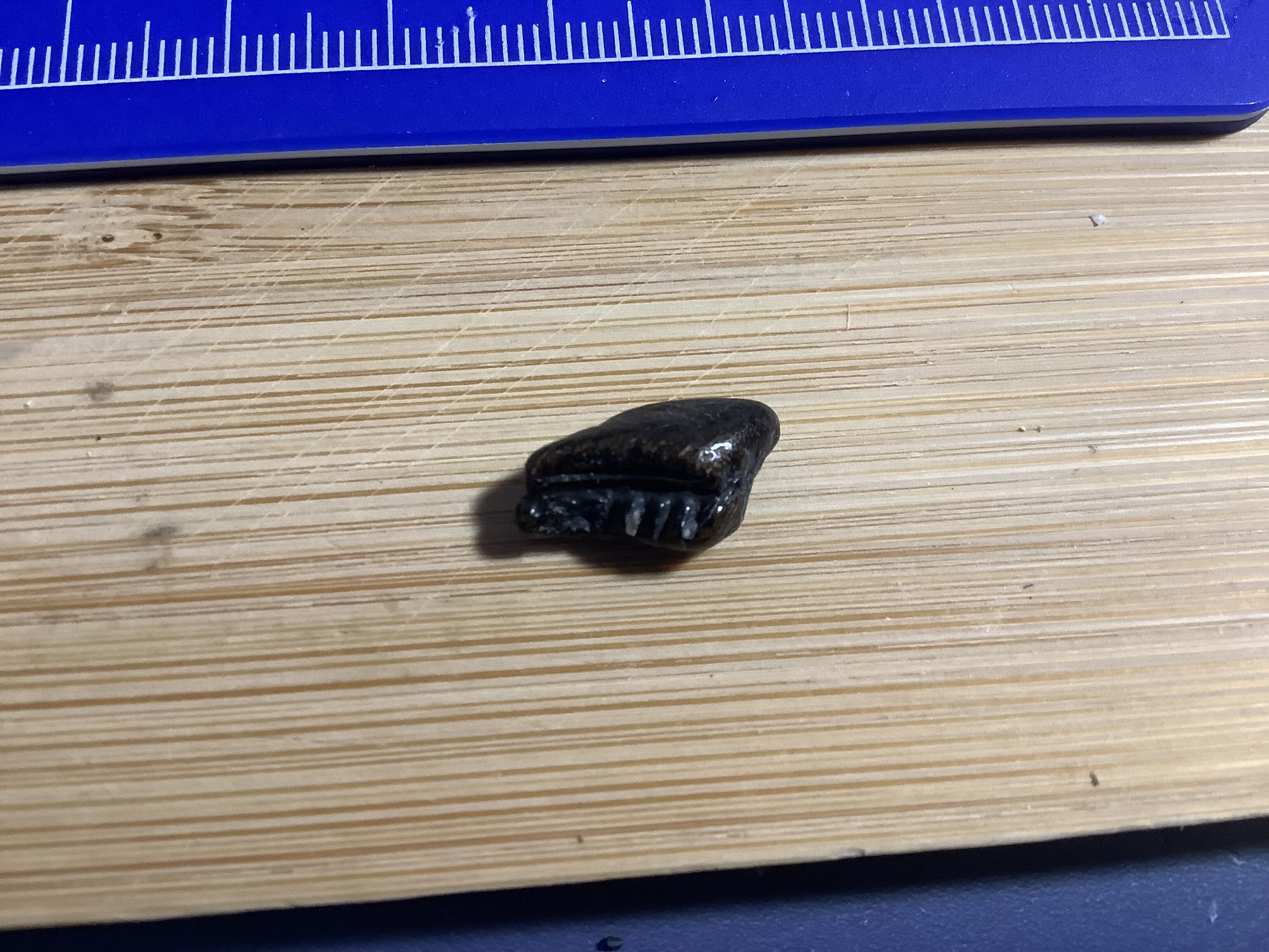 Odd Fossil I Find Around Here - Fossil ID - The Fossil Forum