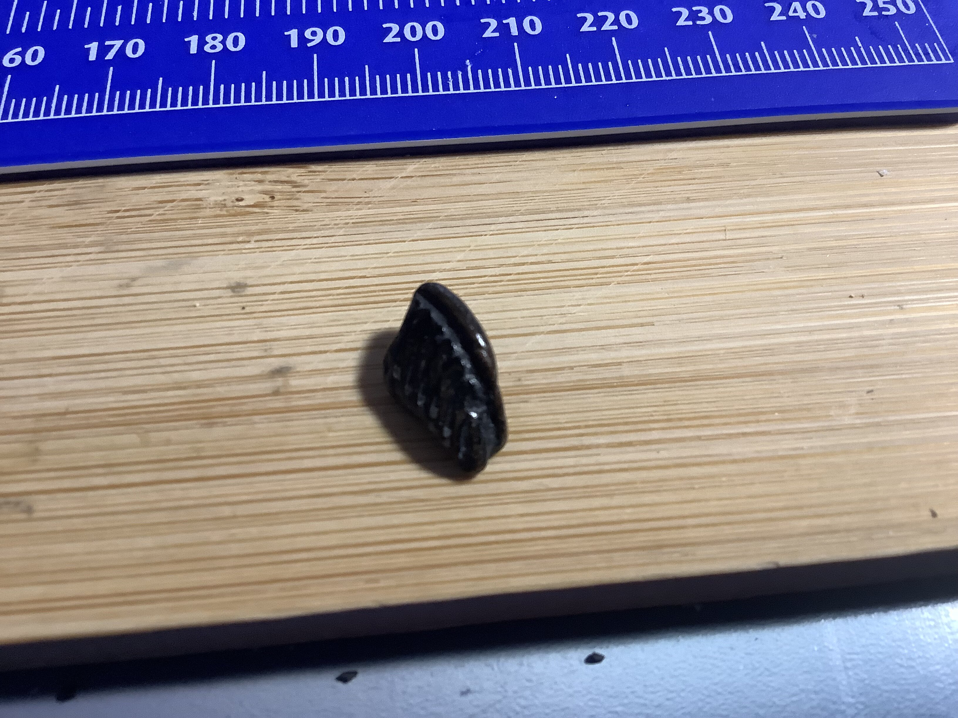 Odd Fossil I Find Around Here - Fossil ID - The Fossil Forum