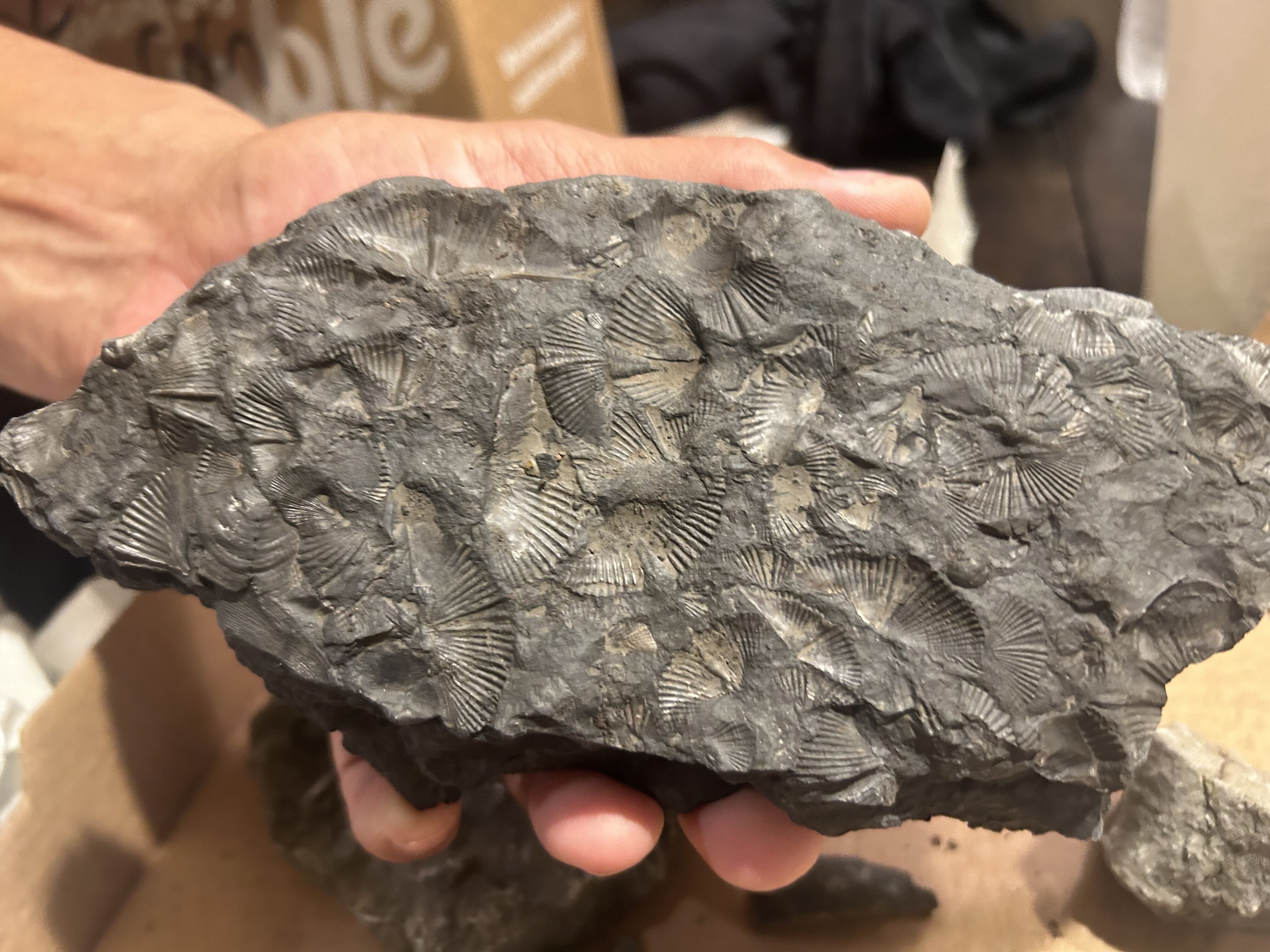 Devonian Fossil Hunting in NY! - Fossil Hunting Trips - The Fossil Forum