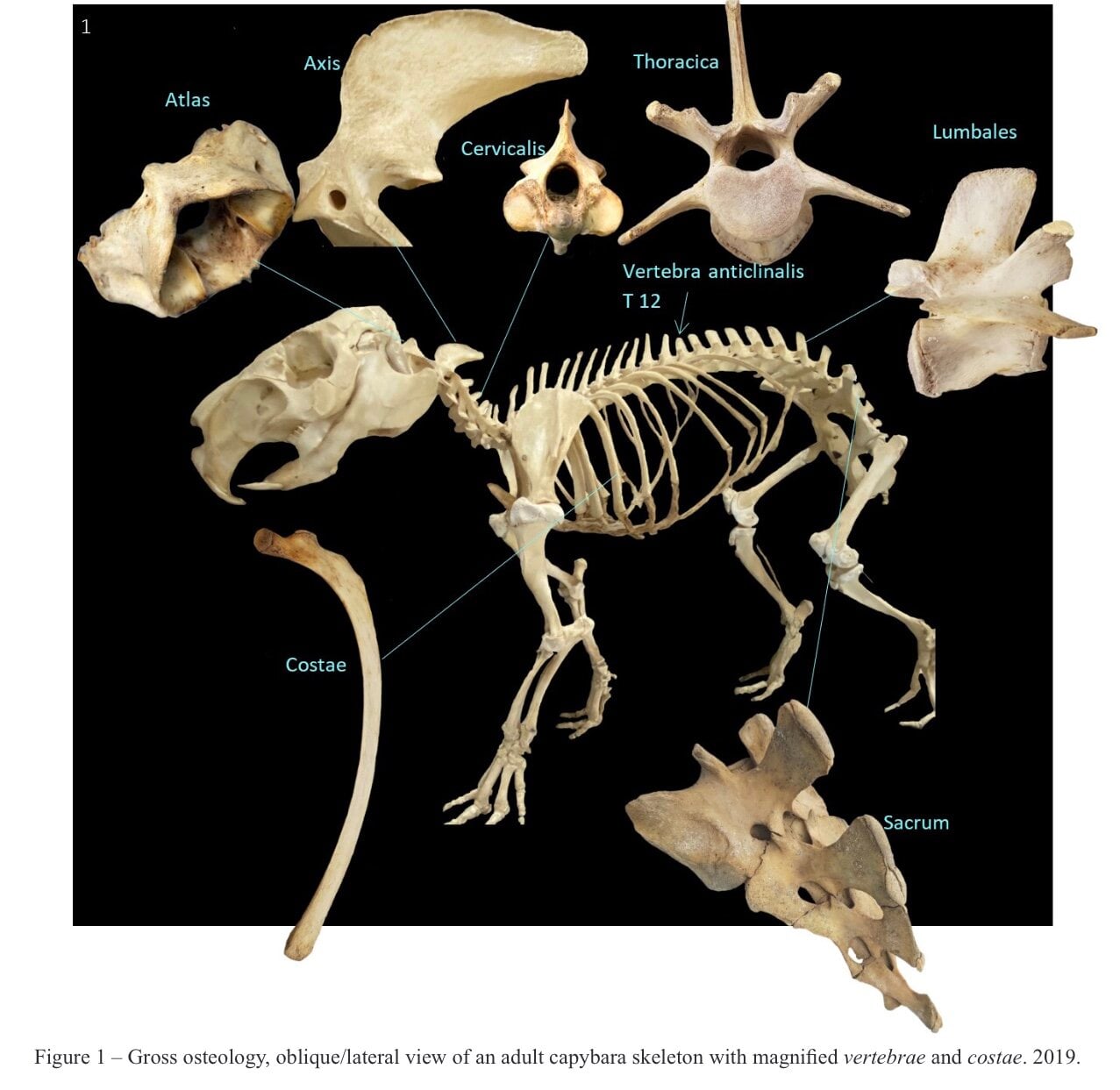 Capybara vertebra - Questions & Answers - The Fossil Forum