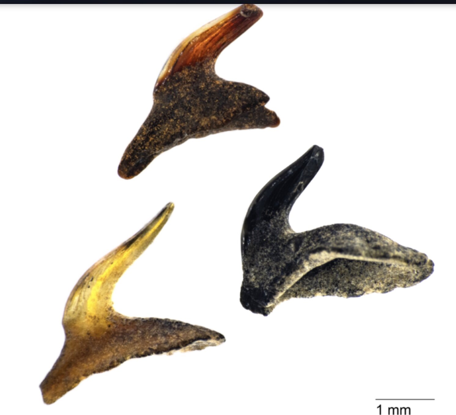 Microfossils from the York River - Micro-paleontology - The Fossil Forum