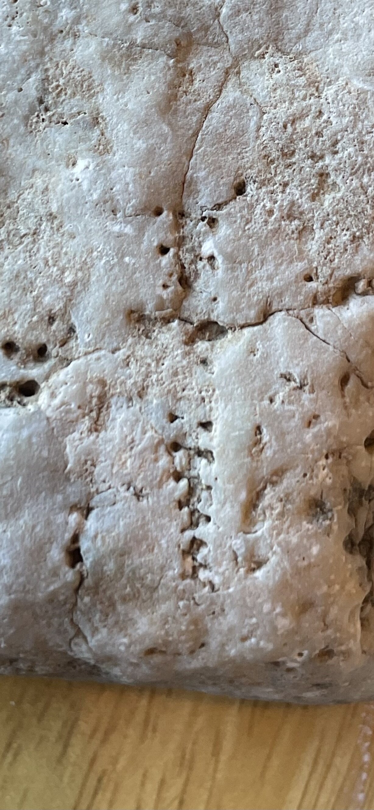 What made these marks? - Fossil ID - The Fossil Forum