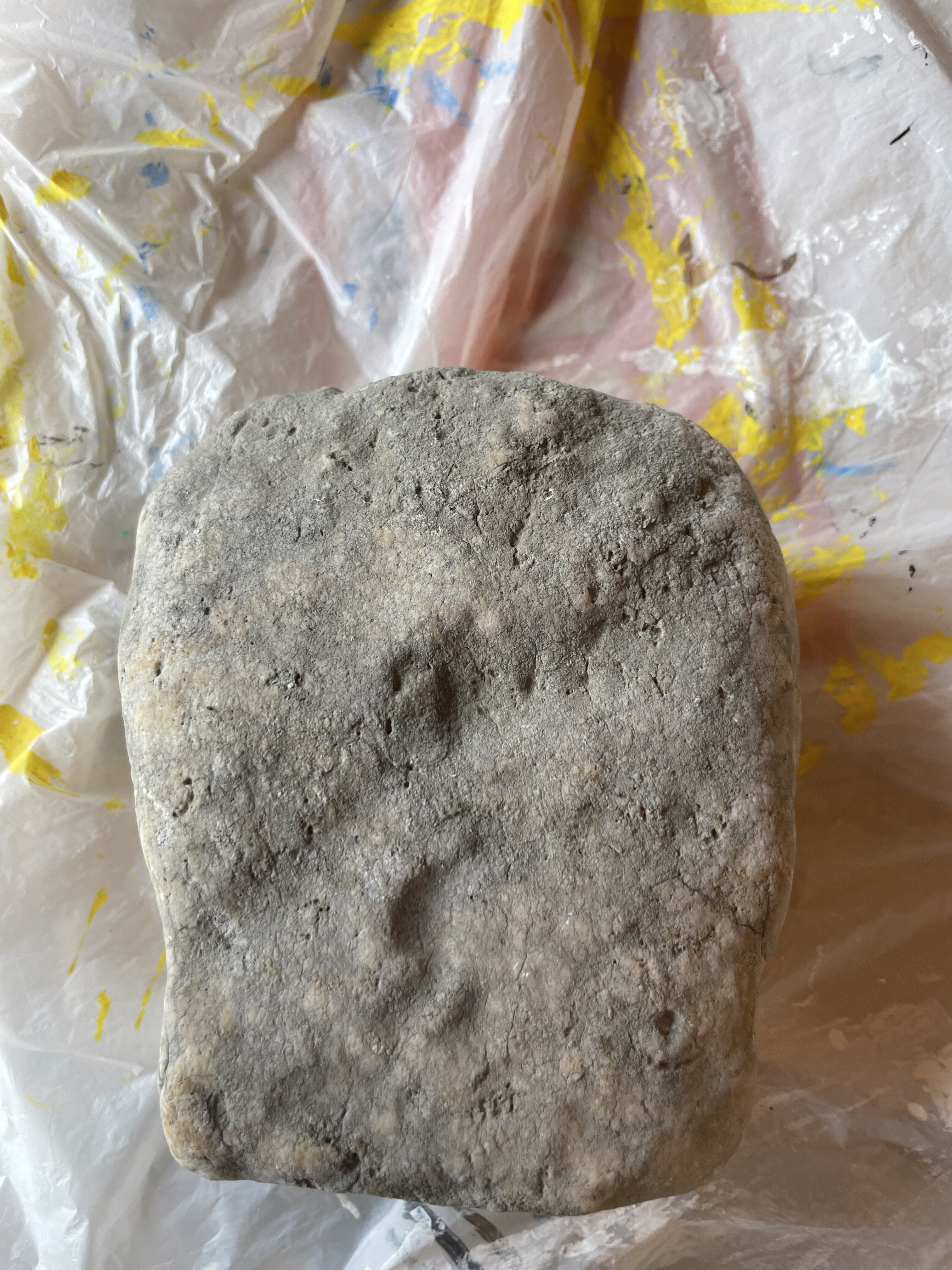 What made these marks? - Fossil ID - The Fossil Forum