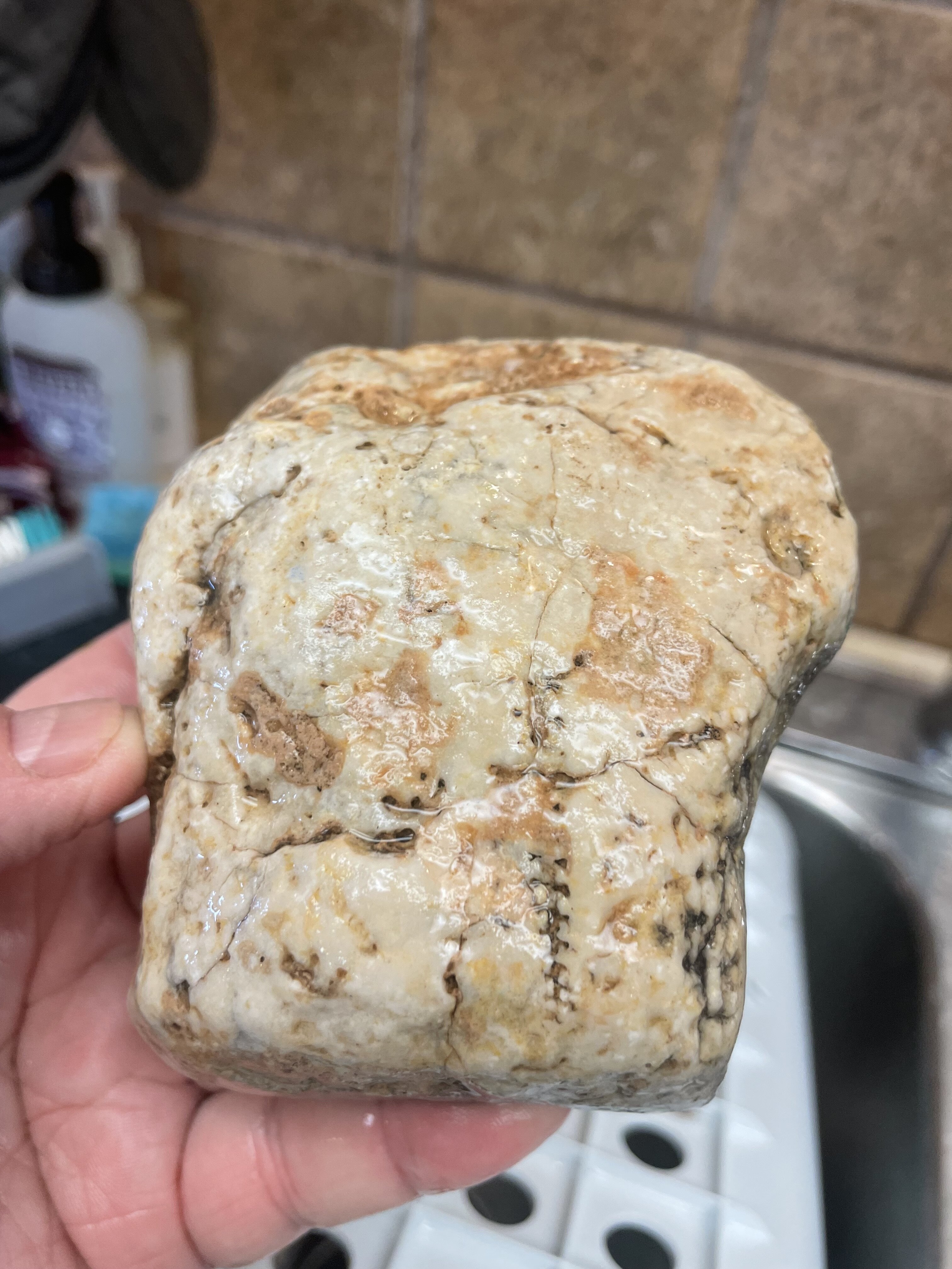 What made these marks? - Fossil ID - The Fossil Forum