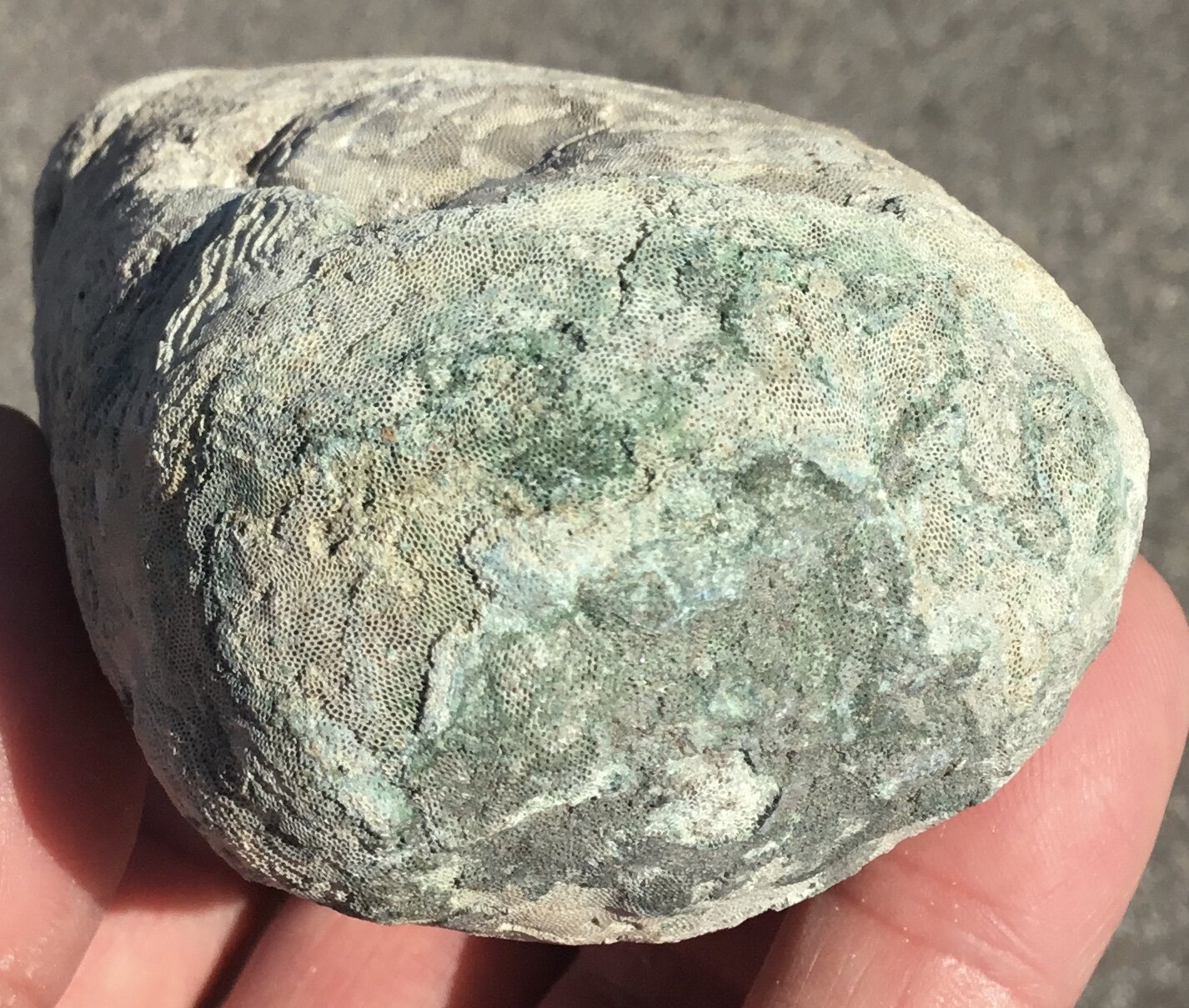 Identification of a porous egg shaped fossil? - Fossil ID - The Fossil ...