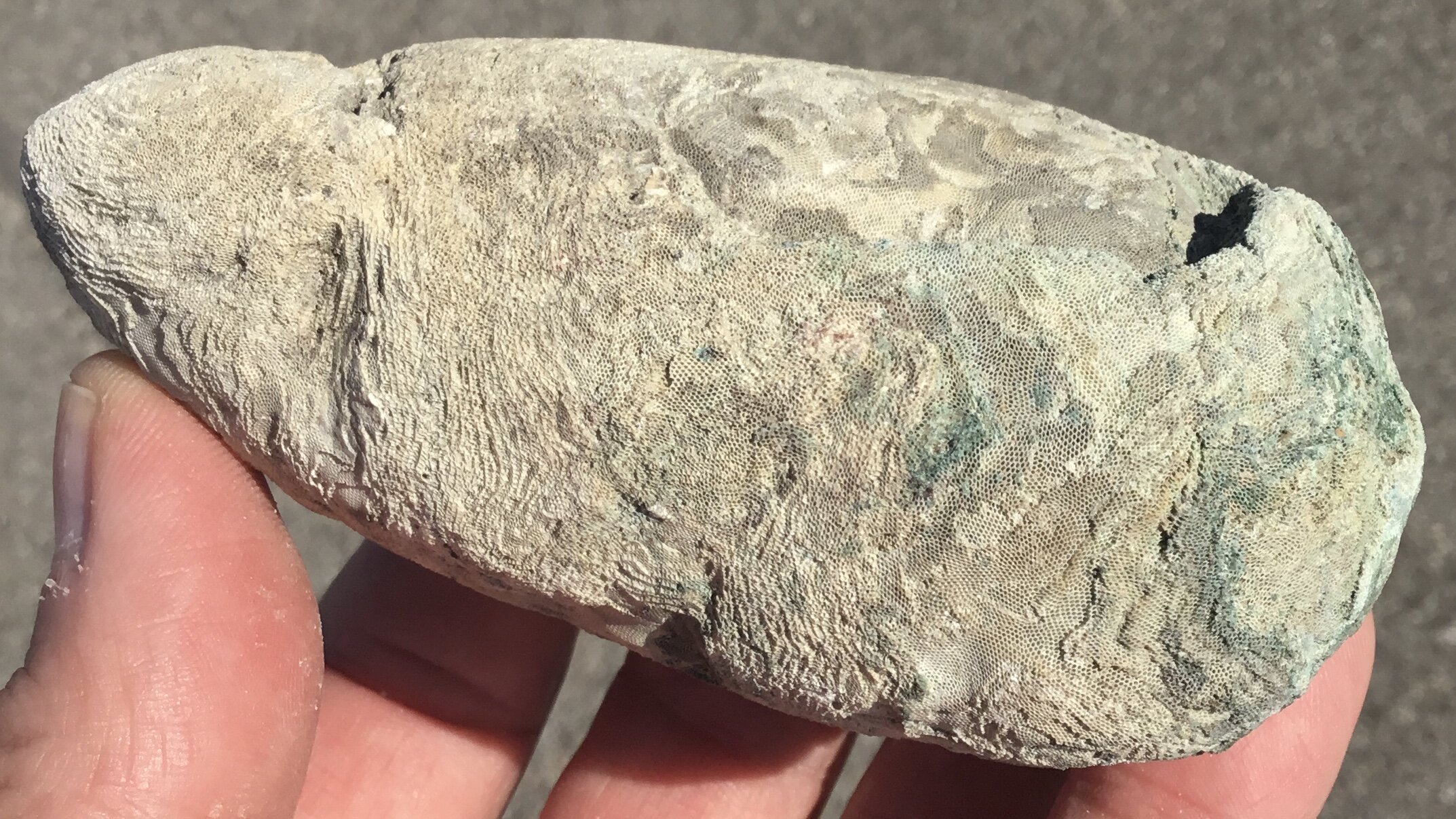 Identification of a porous egg shaped fossil? - Fossil ID - The Fossil ...