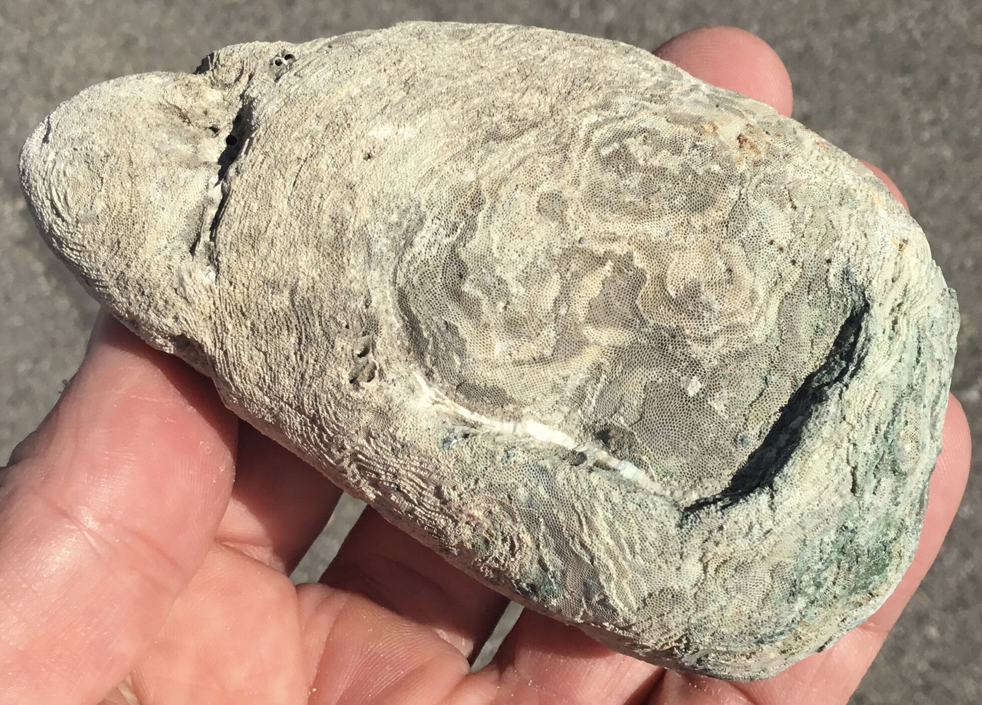 Identification of a porous egg shaped fossil? - Fossil ID - The Fossil ...